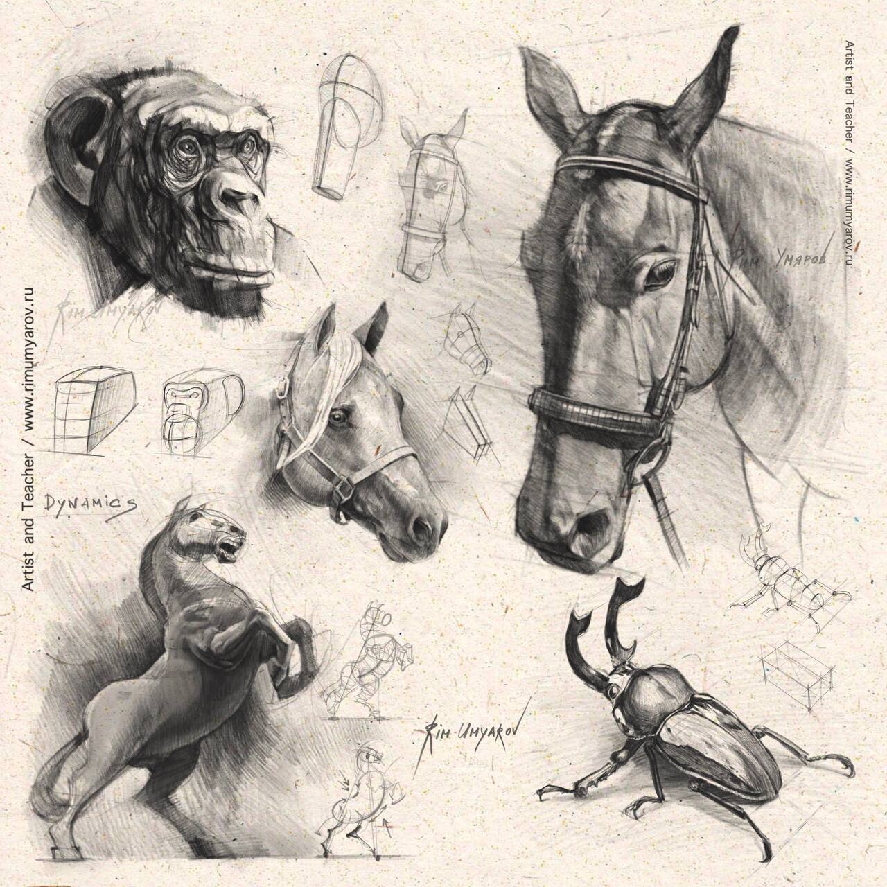 ArtStation - Animals / Животные