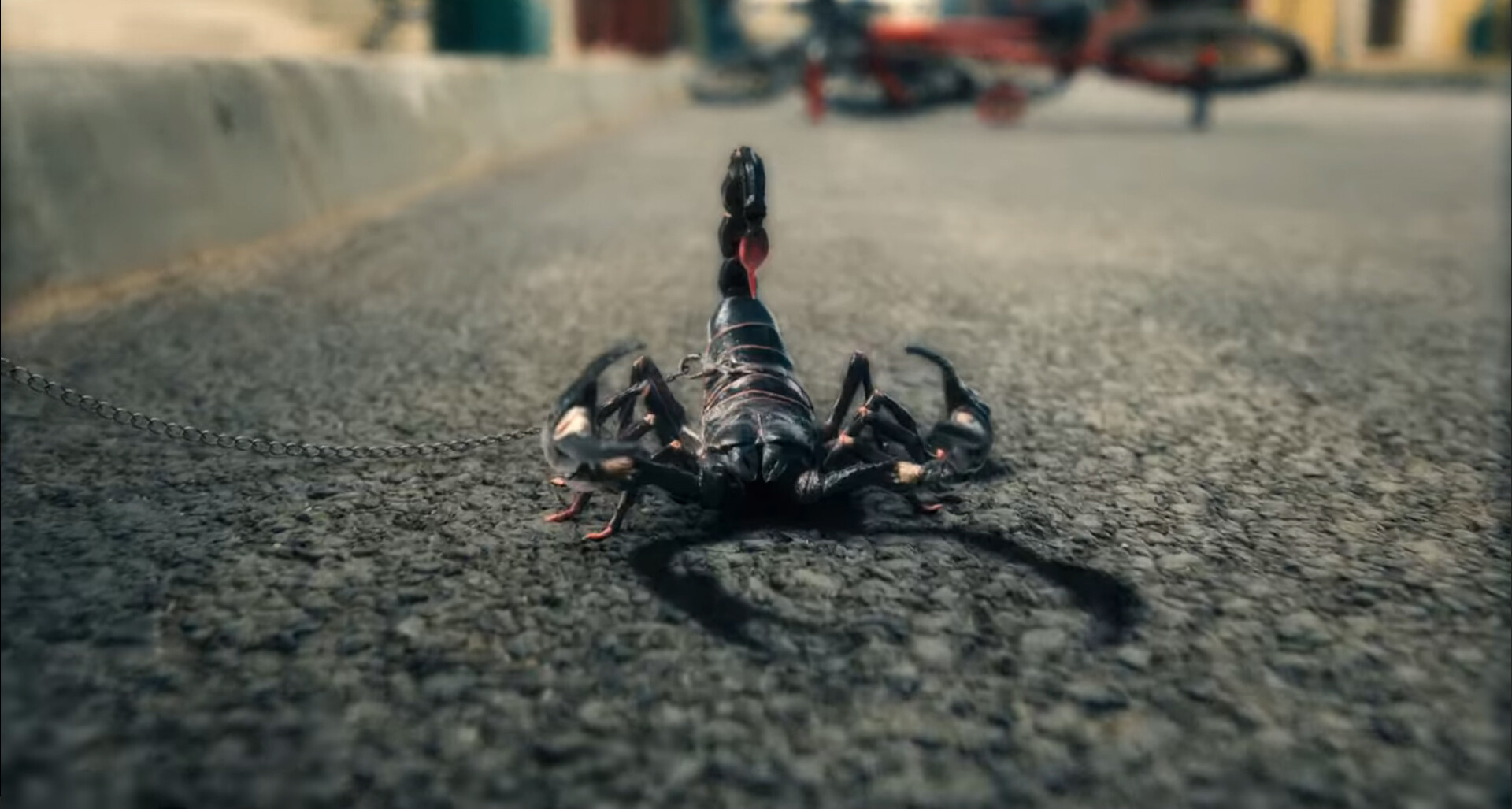 Greg Strangis - Wednesday Scorpion