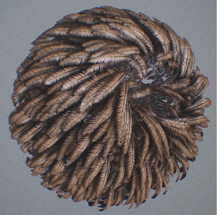 ArtStation - furball