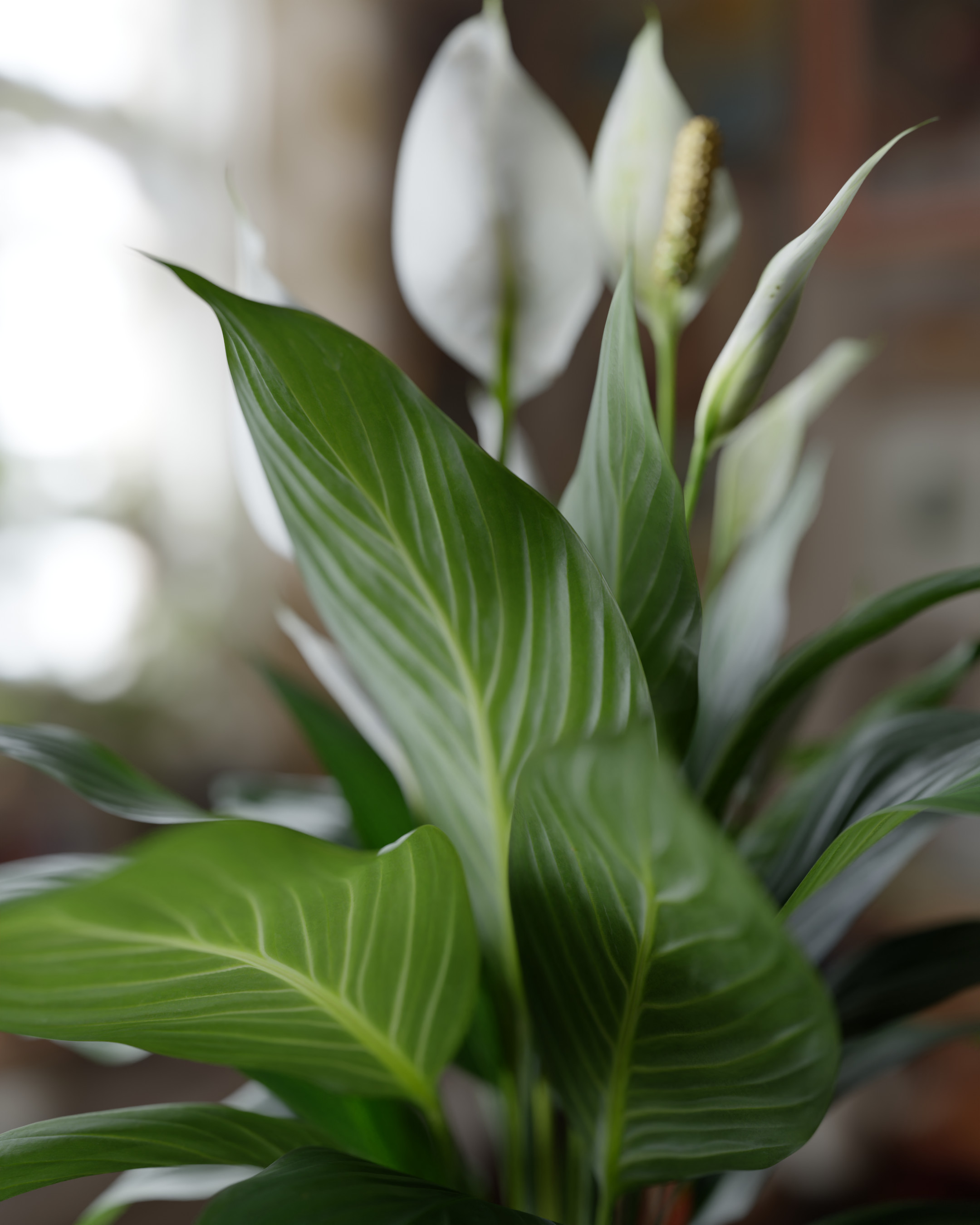 iwo pilc - 3D Plant Peace Lily - @Textures.com