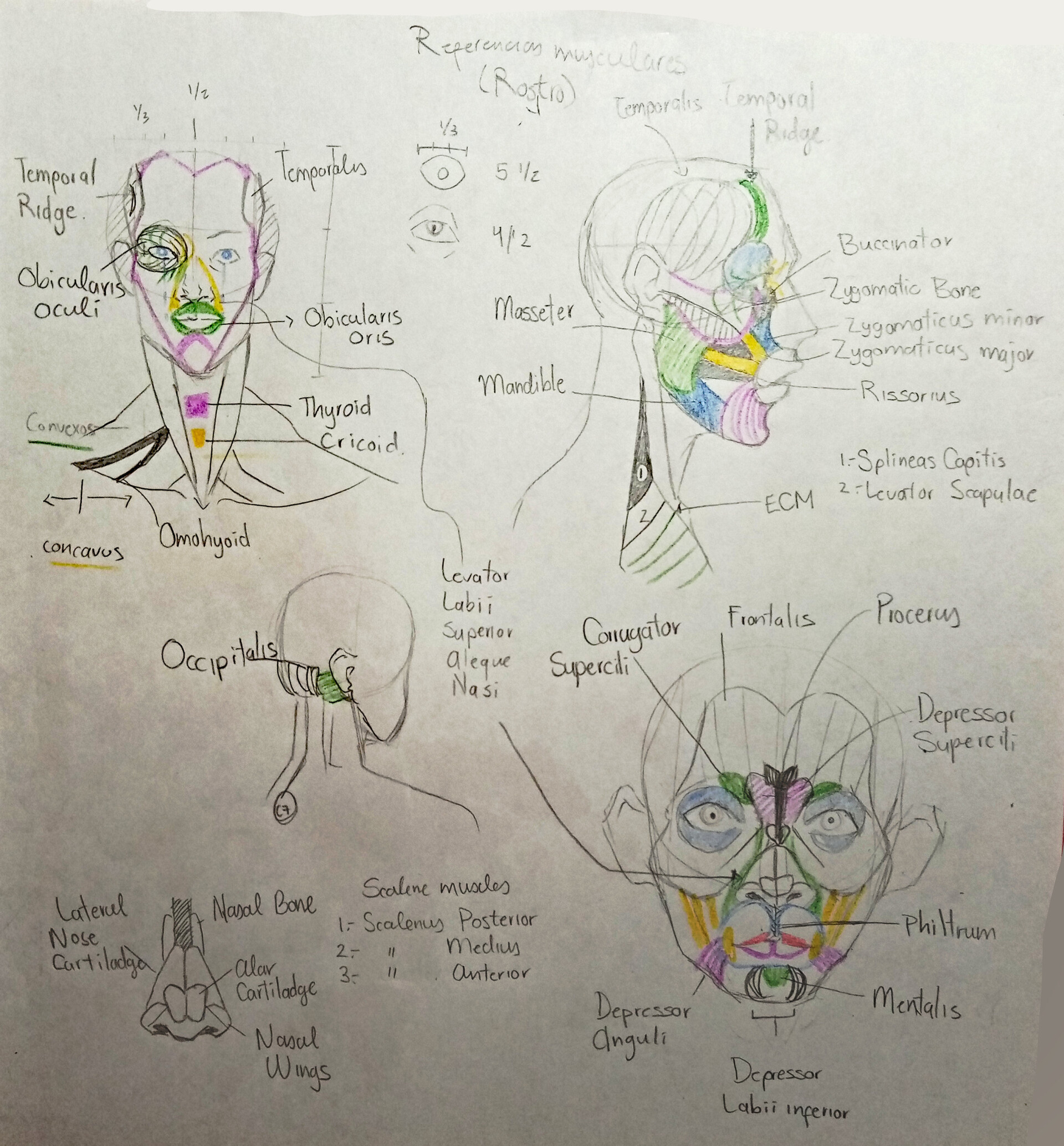 ArtStation - Estudio de referencias anatómicas: Rostro (Apuntes ...