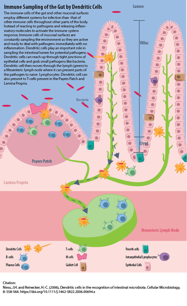 ArtStation - Gut Immune System