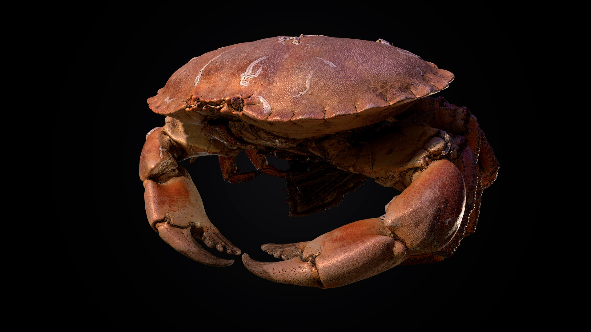 ArtStation - Crab (photogrammetric model)