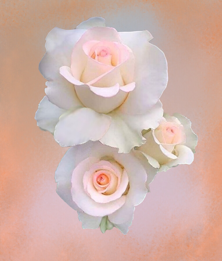ArtStation - 3 white roses