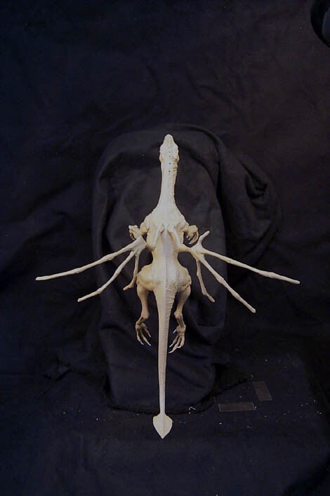 Peter König - Evolution creature designs