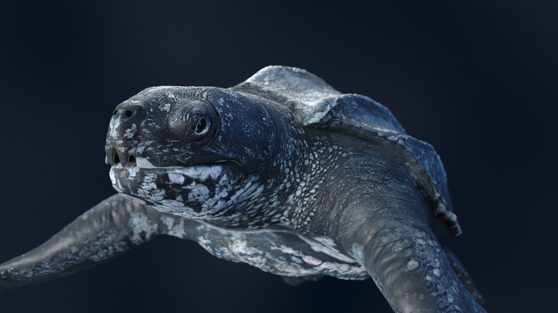 Johnson Martin - Adult Leatherback Sea Turtle (Dermochelys coriacea)