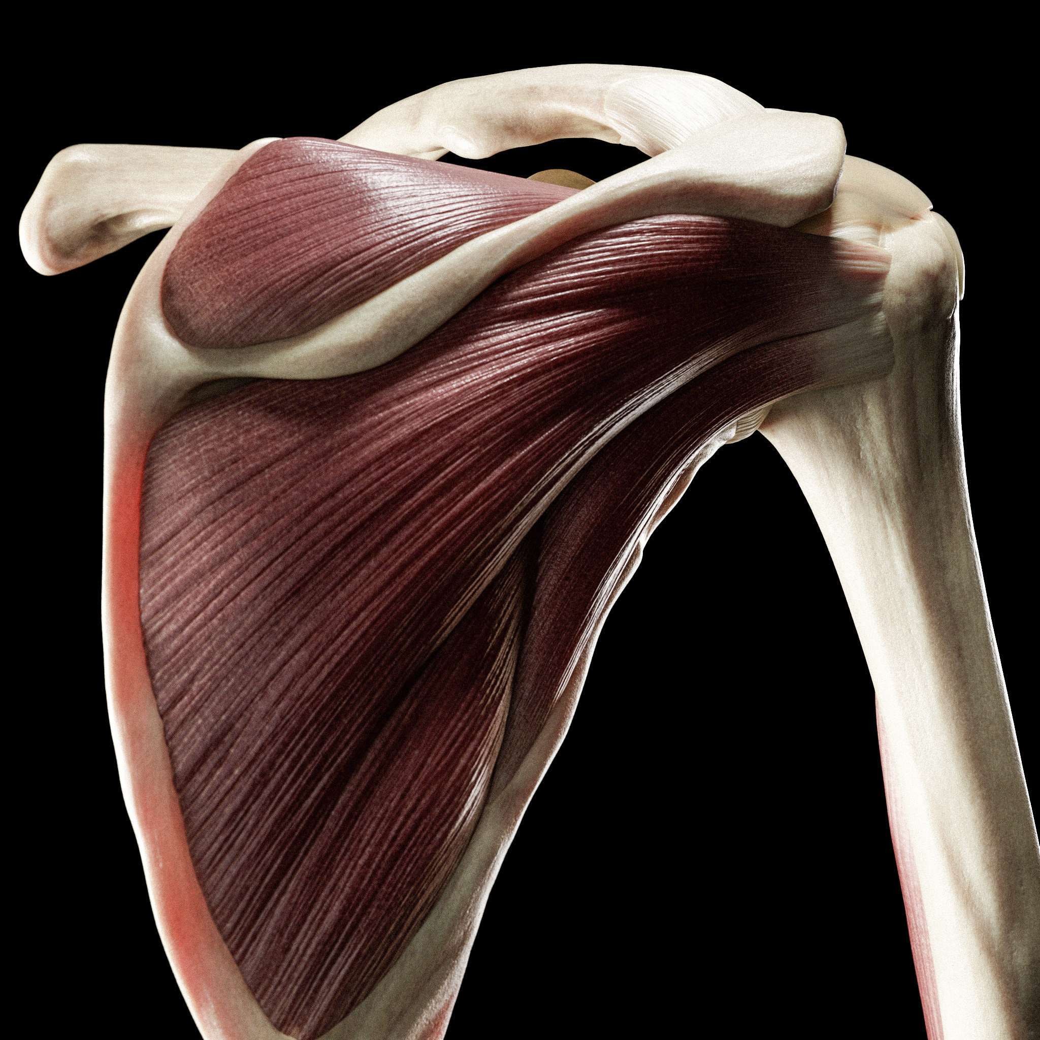Big5 Studio - Shoulder Anatomy - Healthy