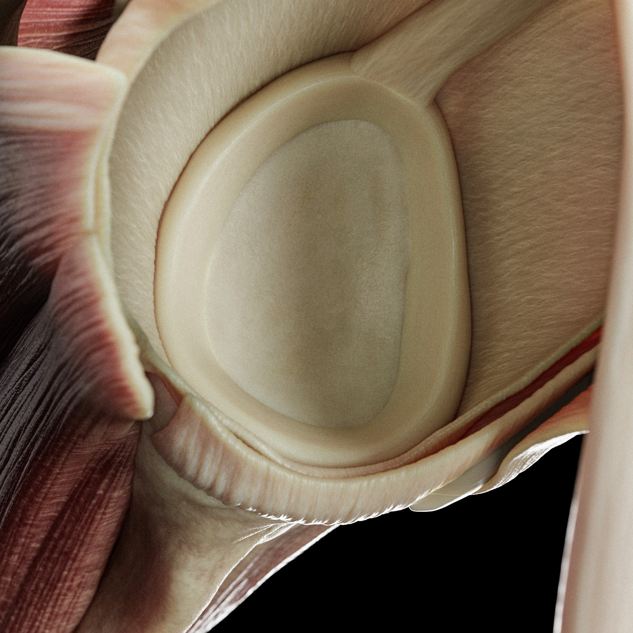 Big5 Studio - Shoulder Anatomy - Healthy