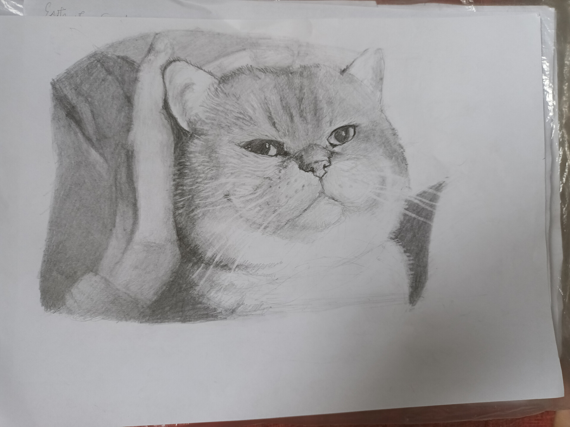ArtStation - realistic and cartoons drawings cat study