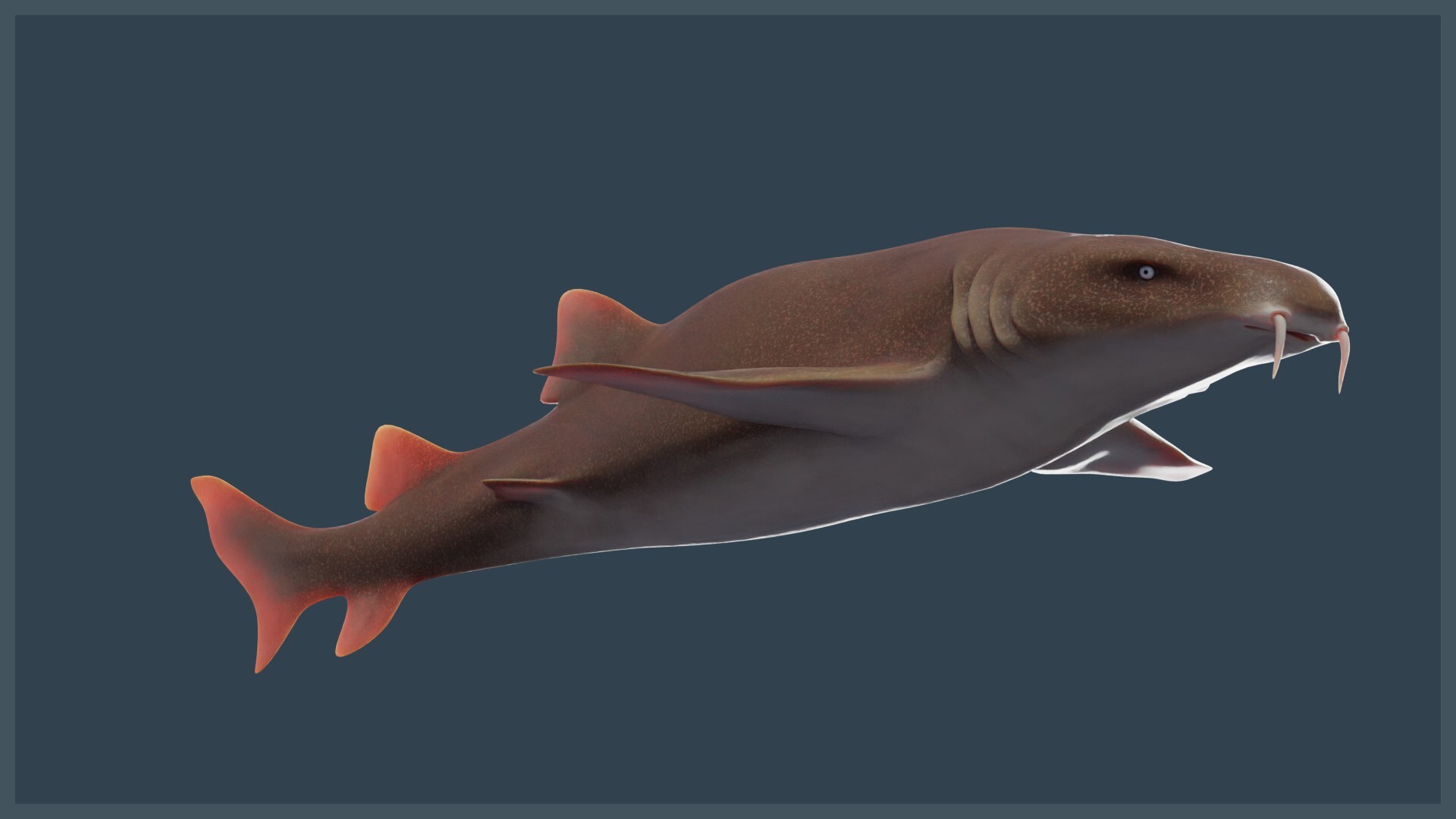 Maggie - Ginglymostoma Cirratum