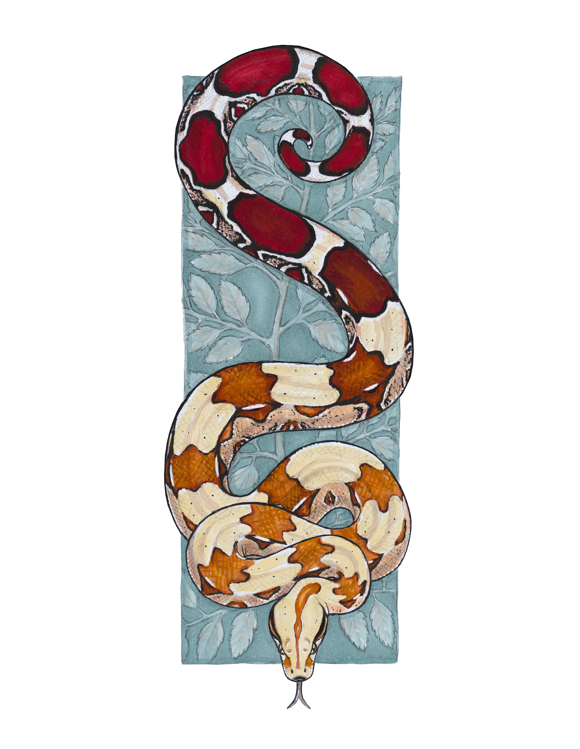 ArtStation - Suriname boa constrictor-T shirt design
