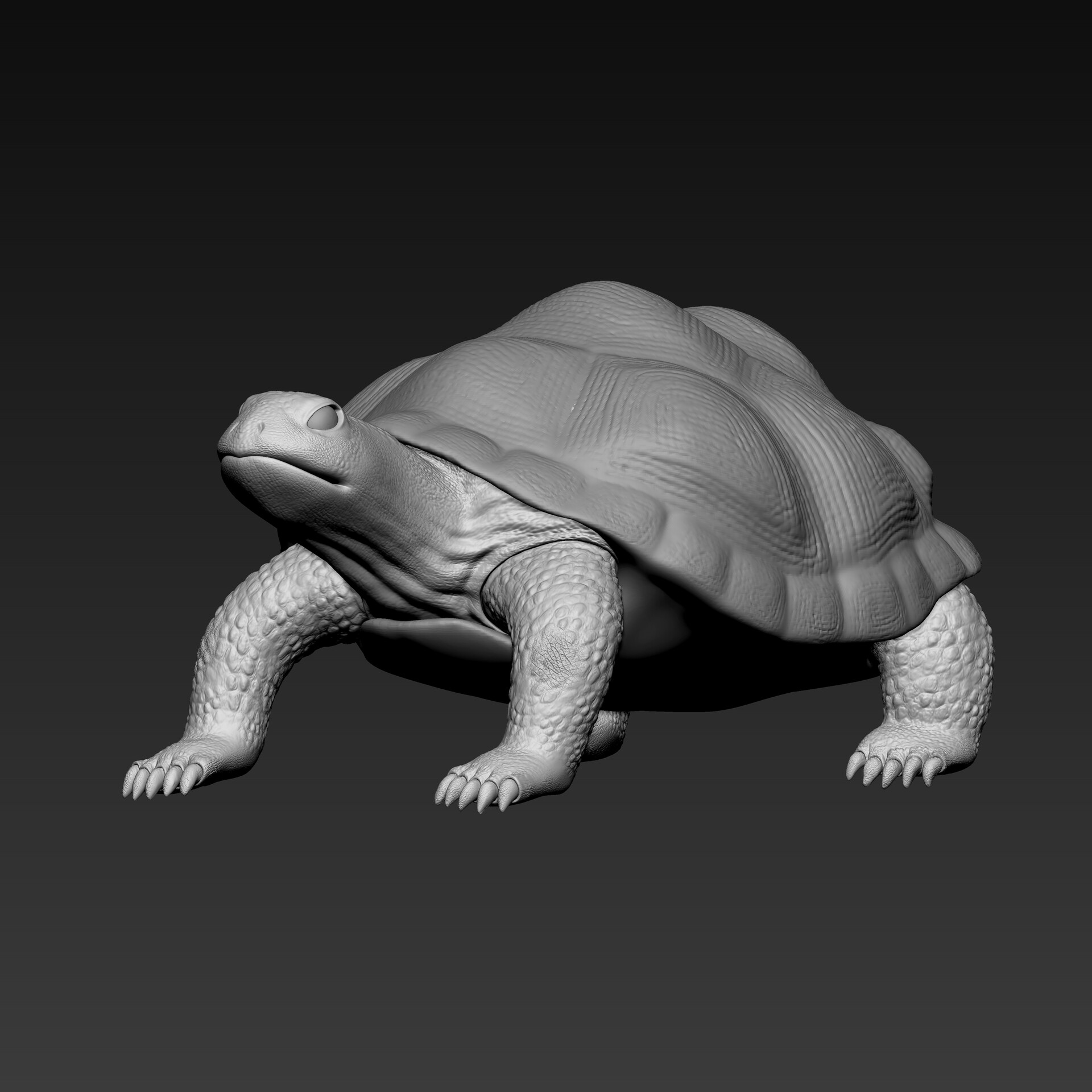 ArtStation - Turtle