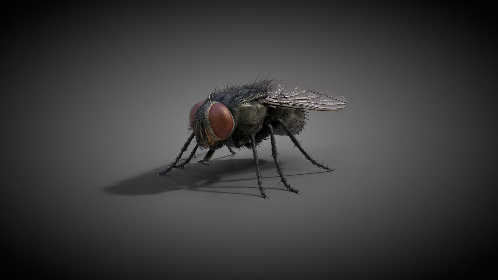 ArtStation - Housefly Animated