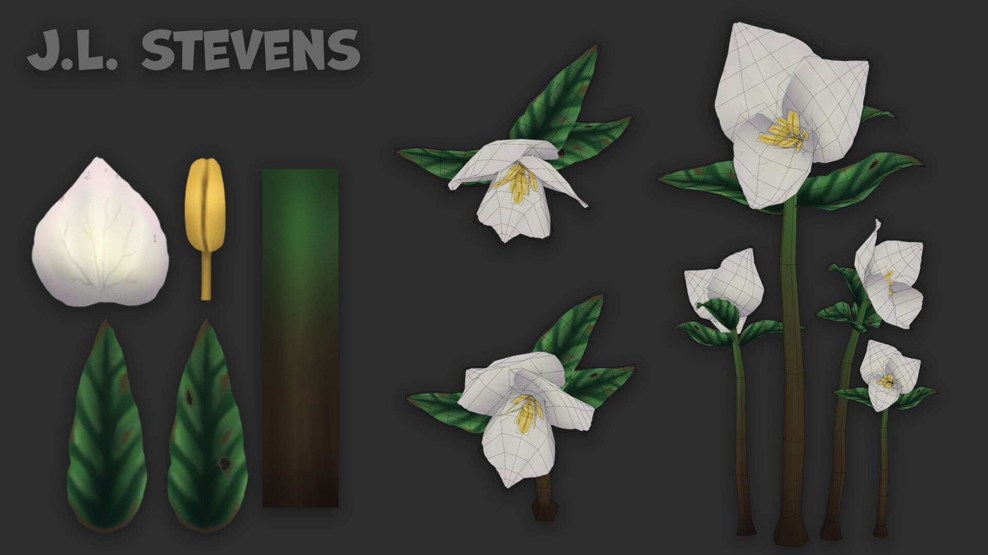 j.l. stevens - Stylized Trillium