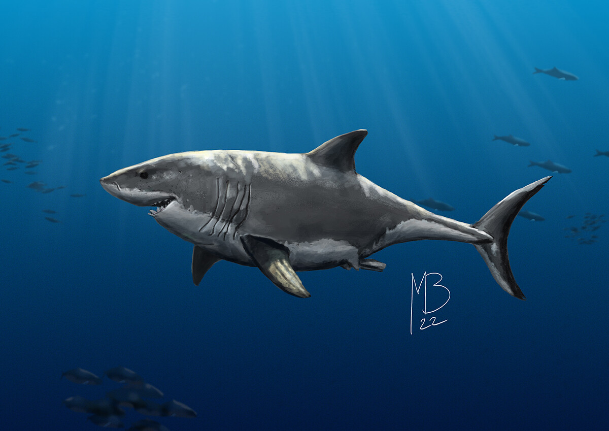 ArtStation - Fat Great White Shark