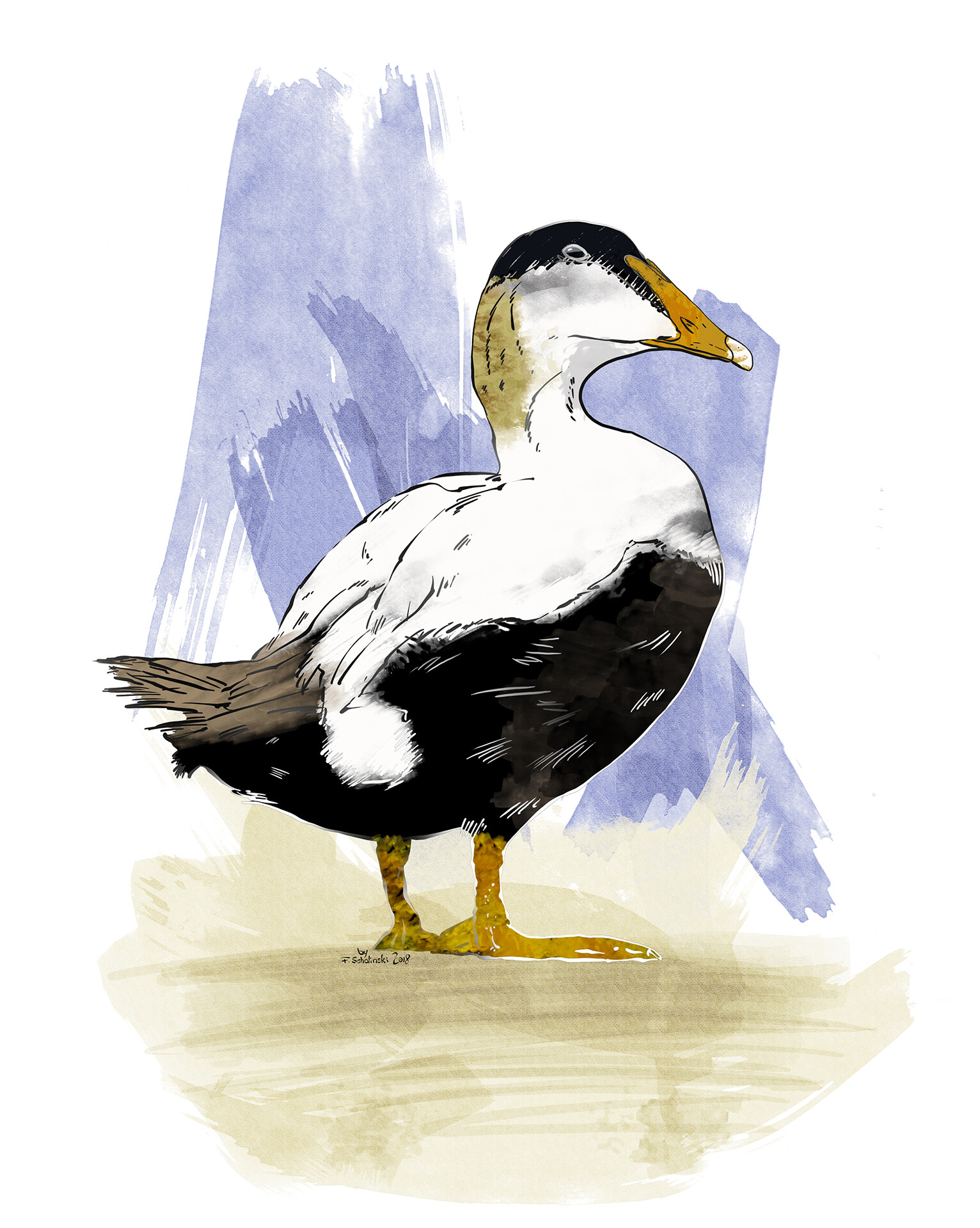 ArtStation - Eider duck