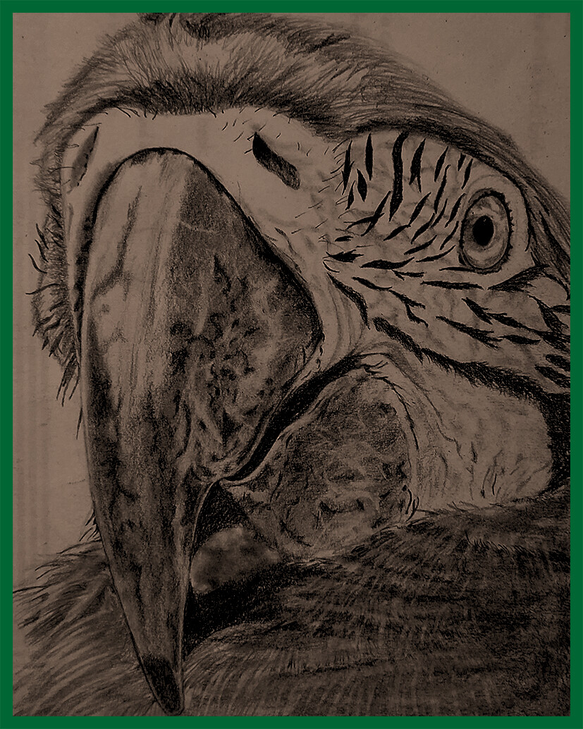 Realistic Bird Sketch