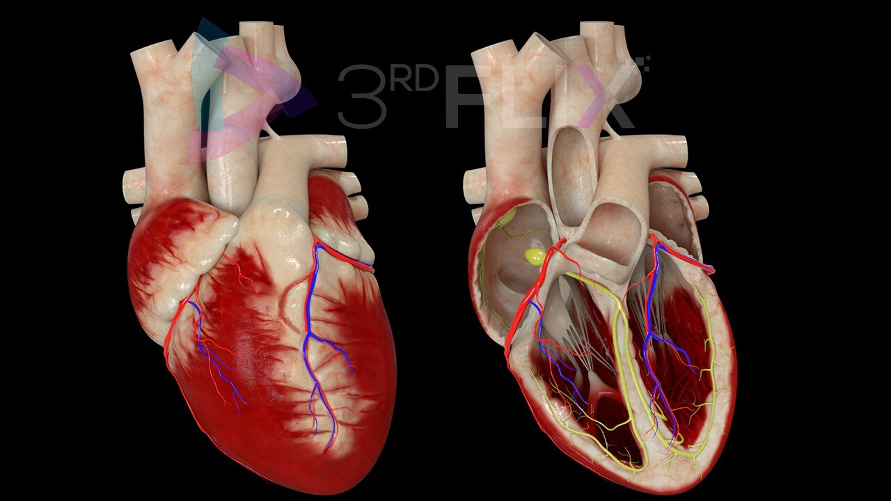 ArtStation - Human Heart Work