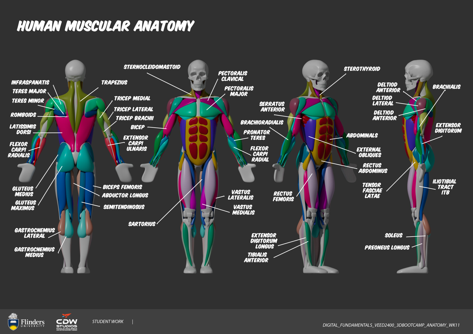 ArtStation - Human Anatomy Study