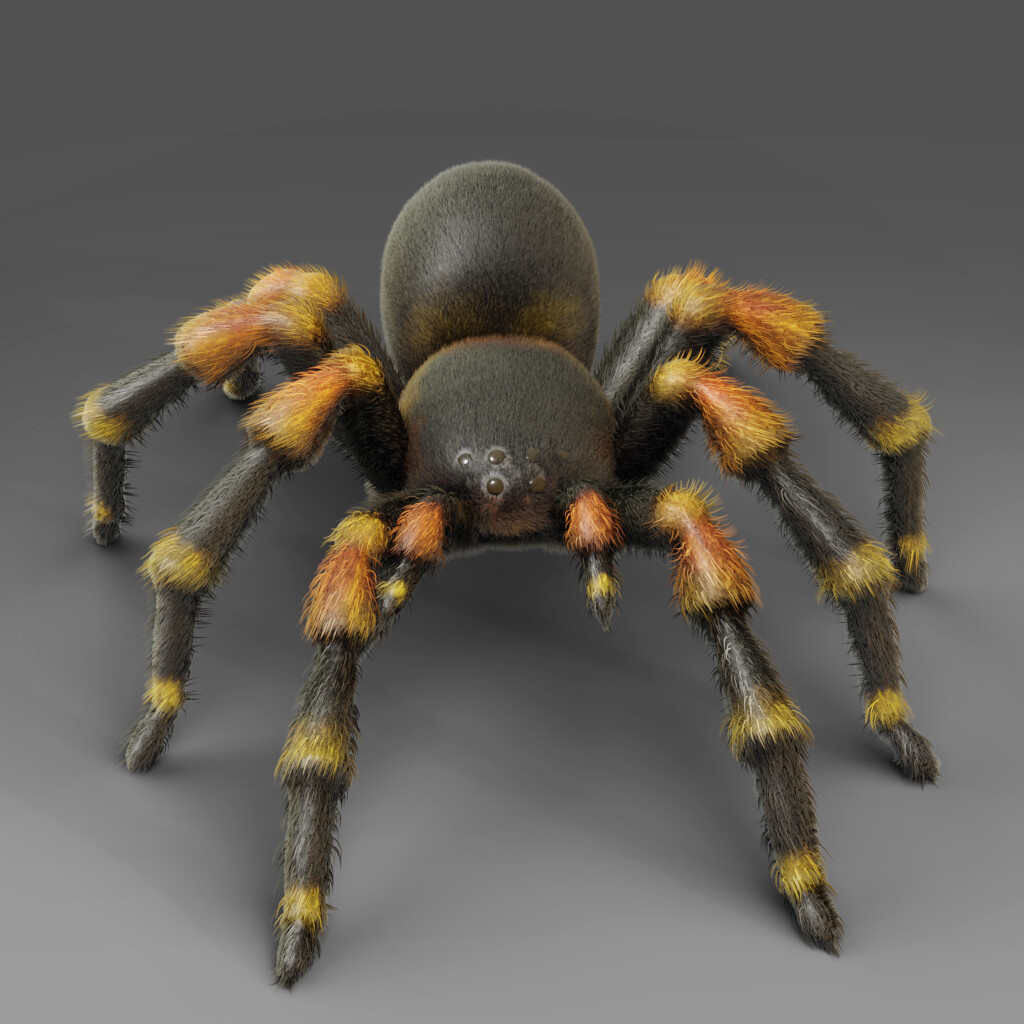 3d animal factory - Spider Tarantula Rigged and Animation