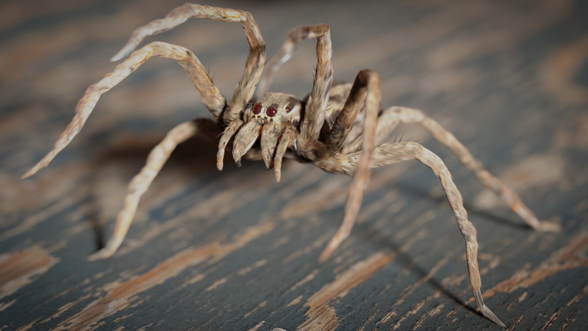 Kael Douglas - Spider Rig| Wolf Spider