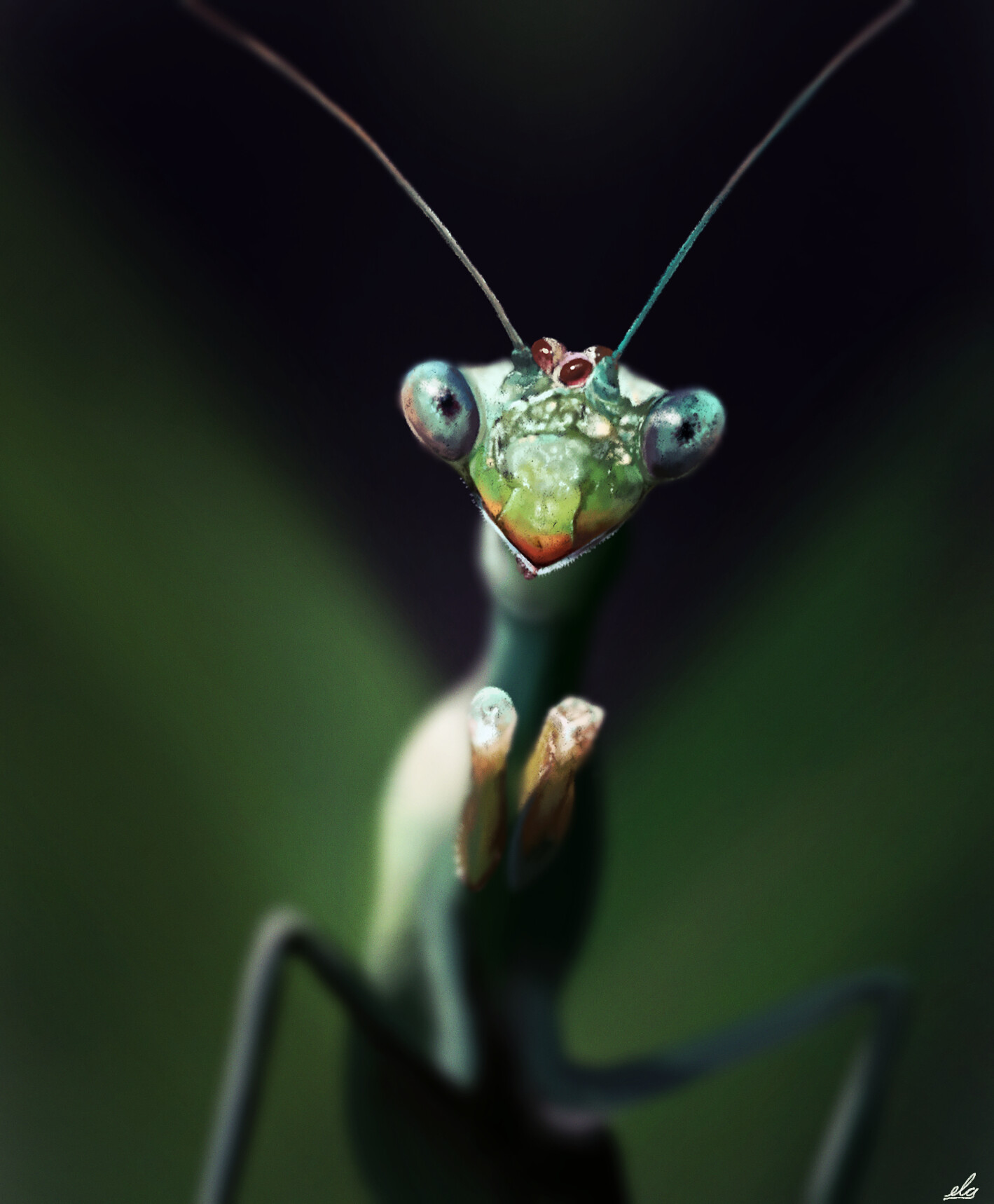 ArtStation - a beautiful insect. :0 app: Ibispaint X