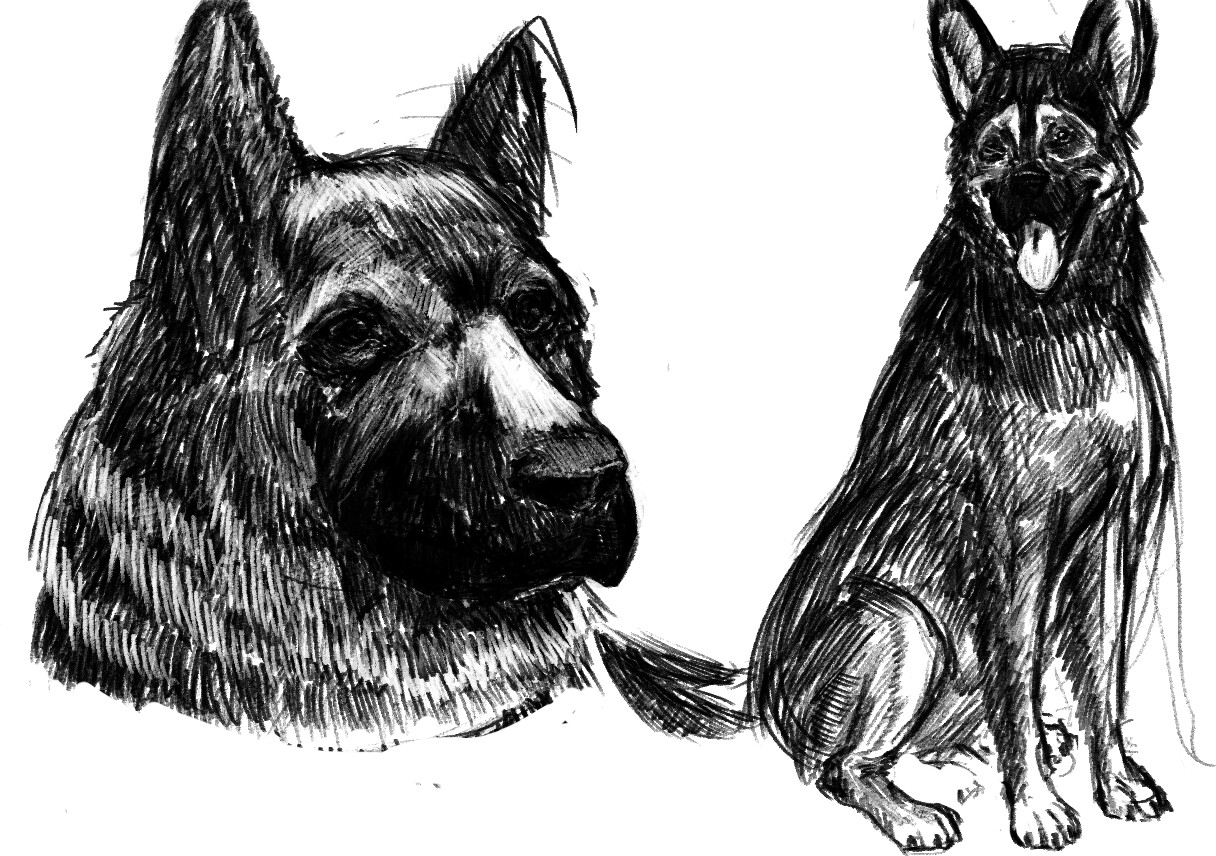 ArtStation - German Shepherd sketch.