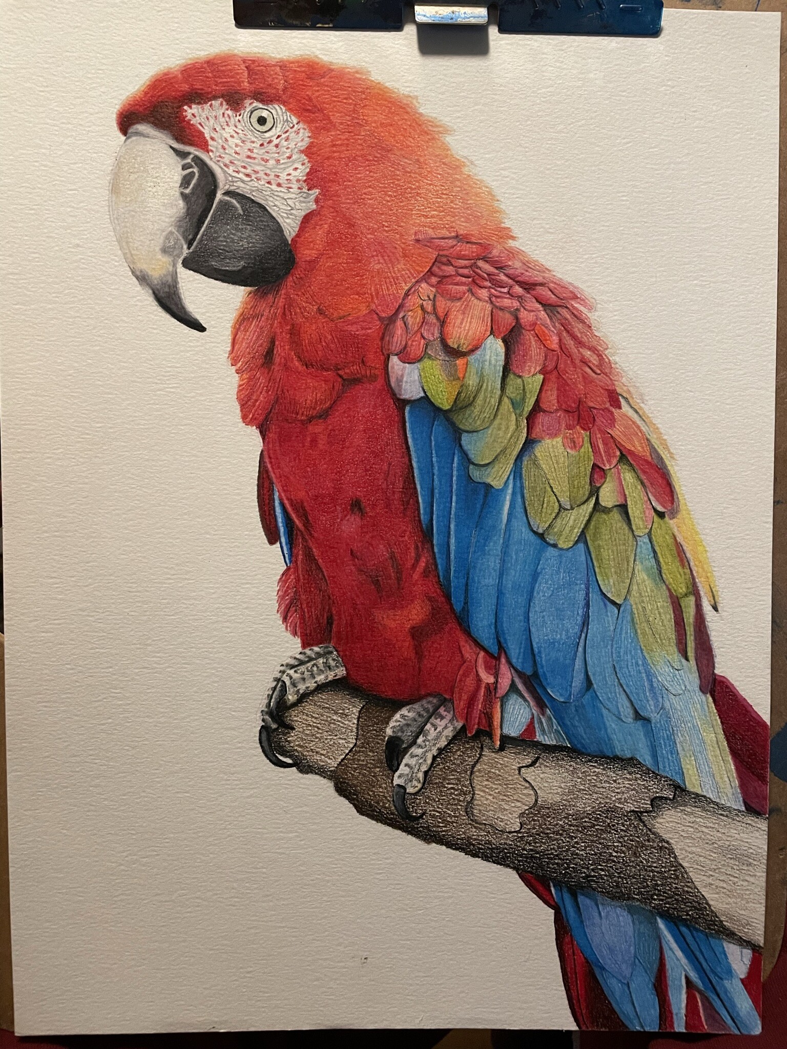 Macaw Pencil Drawing