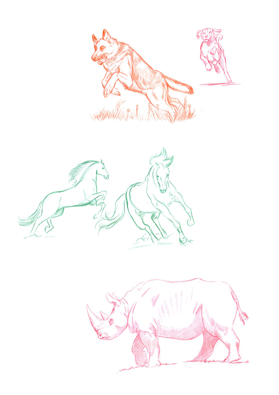 ArtStation - Animals Sketchs