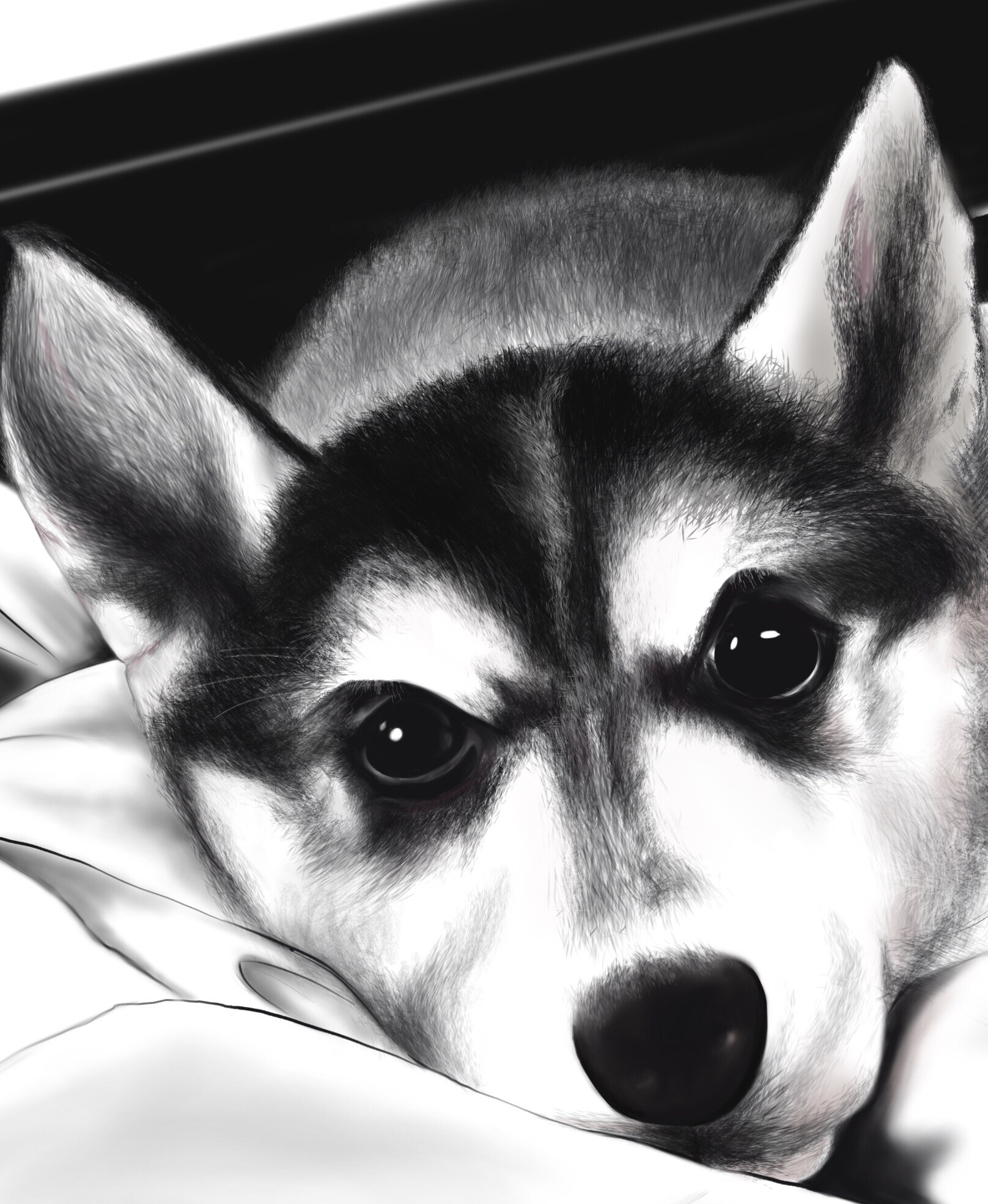 Husky Dog Drawing