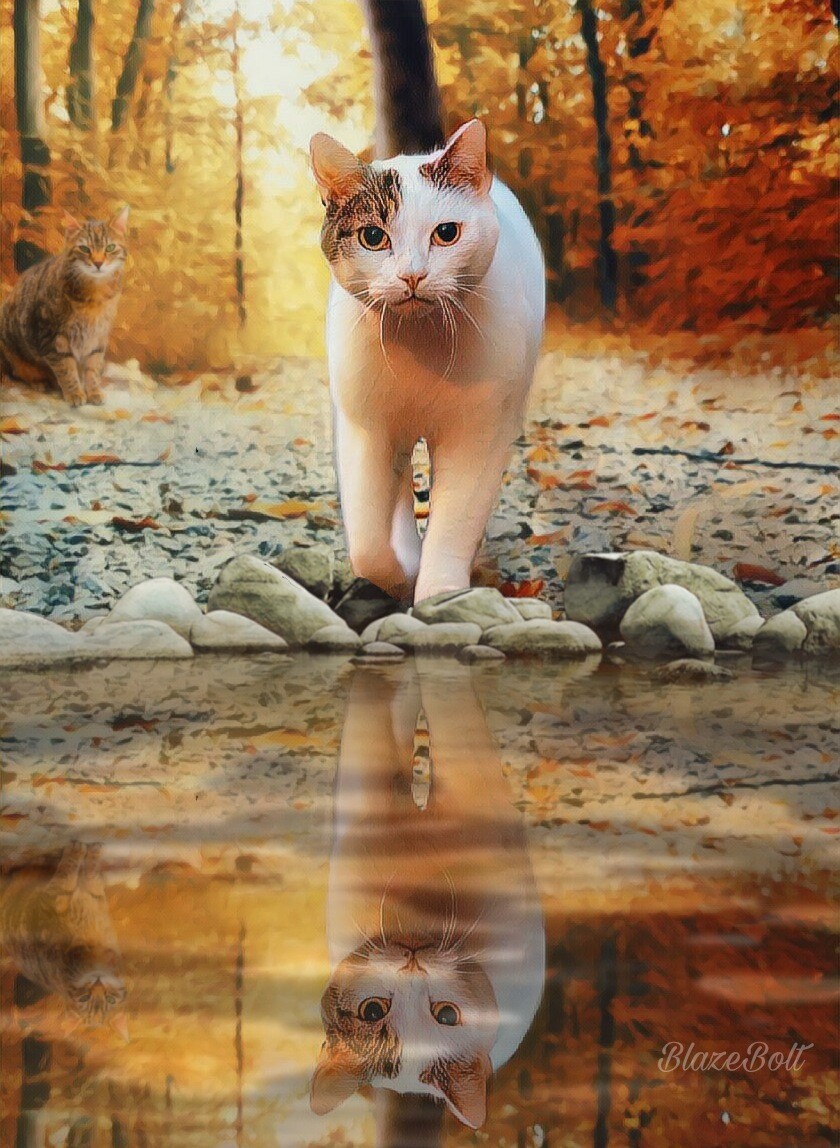 ArtStation - Cat Reflection