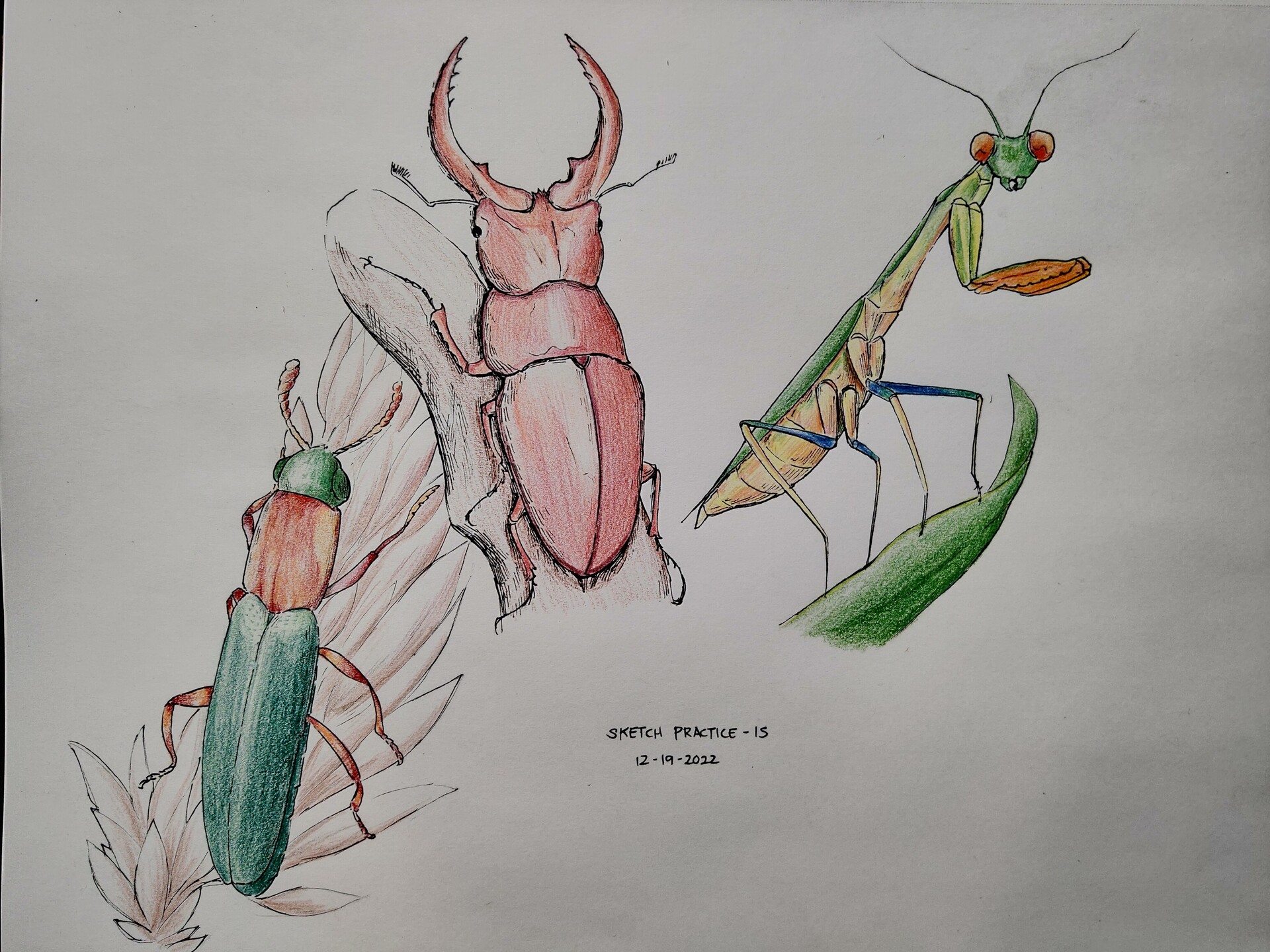 ArtStation - Insect and Arachnids Study