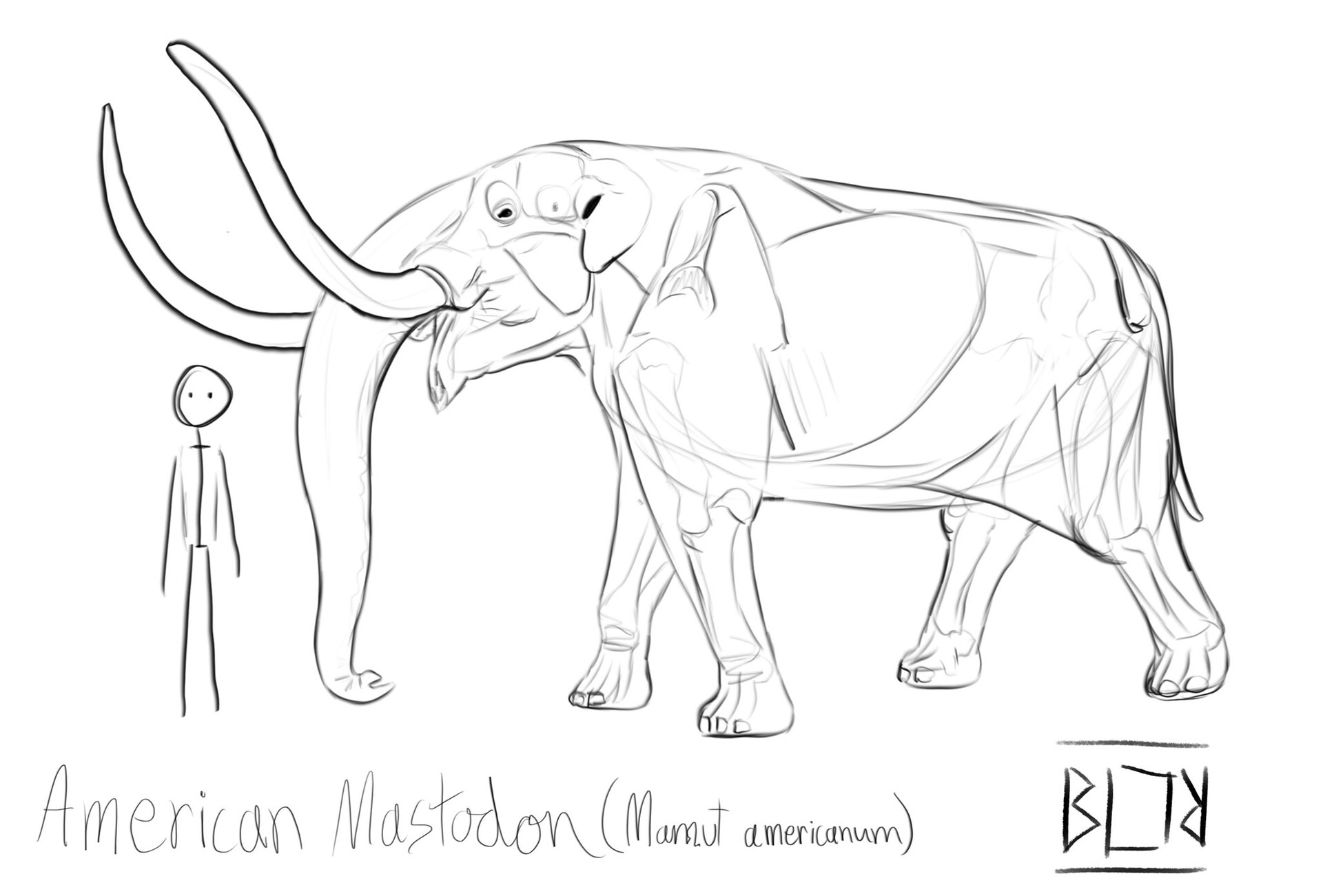 ArtStation - American Mastodon anatomy sketch