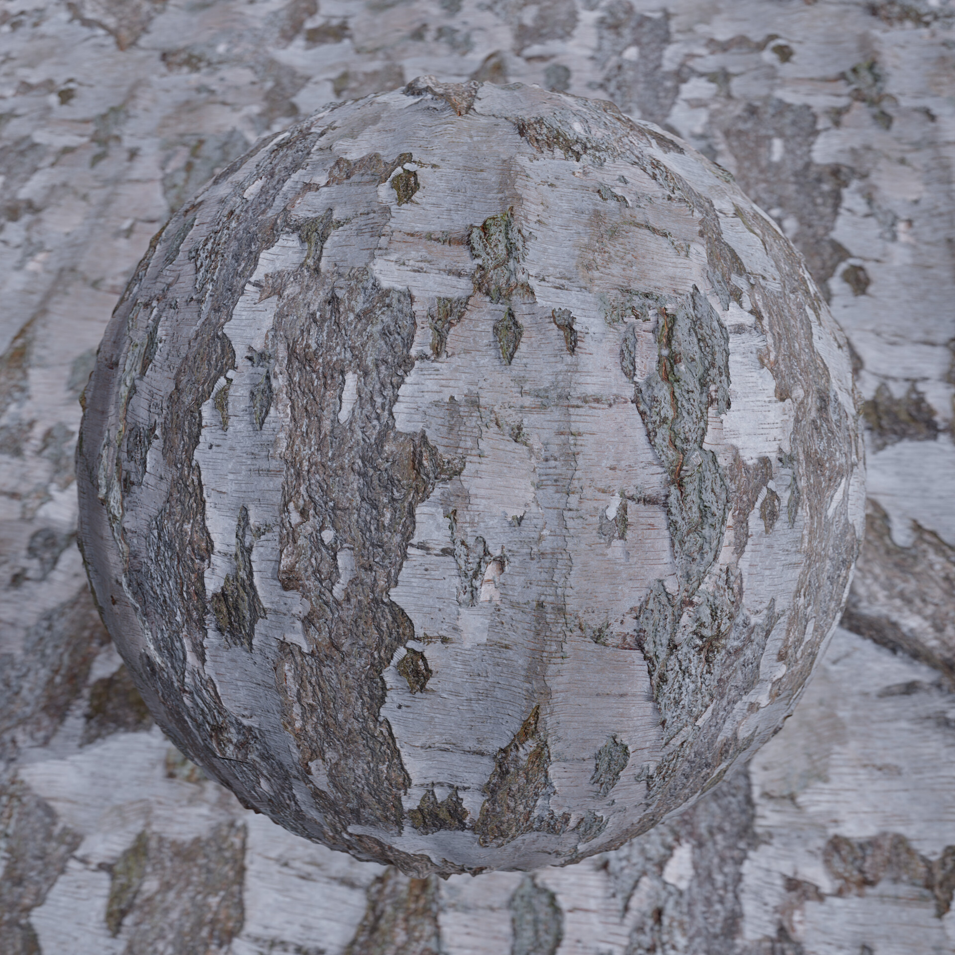 ArtStation - [Tileable Scan] Birch Bark