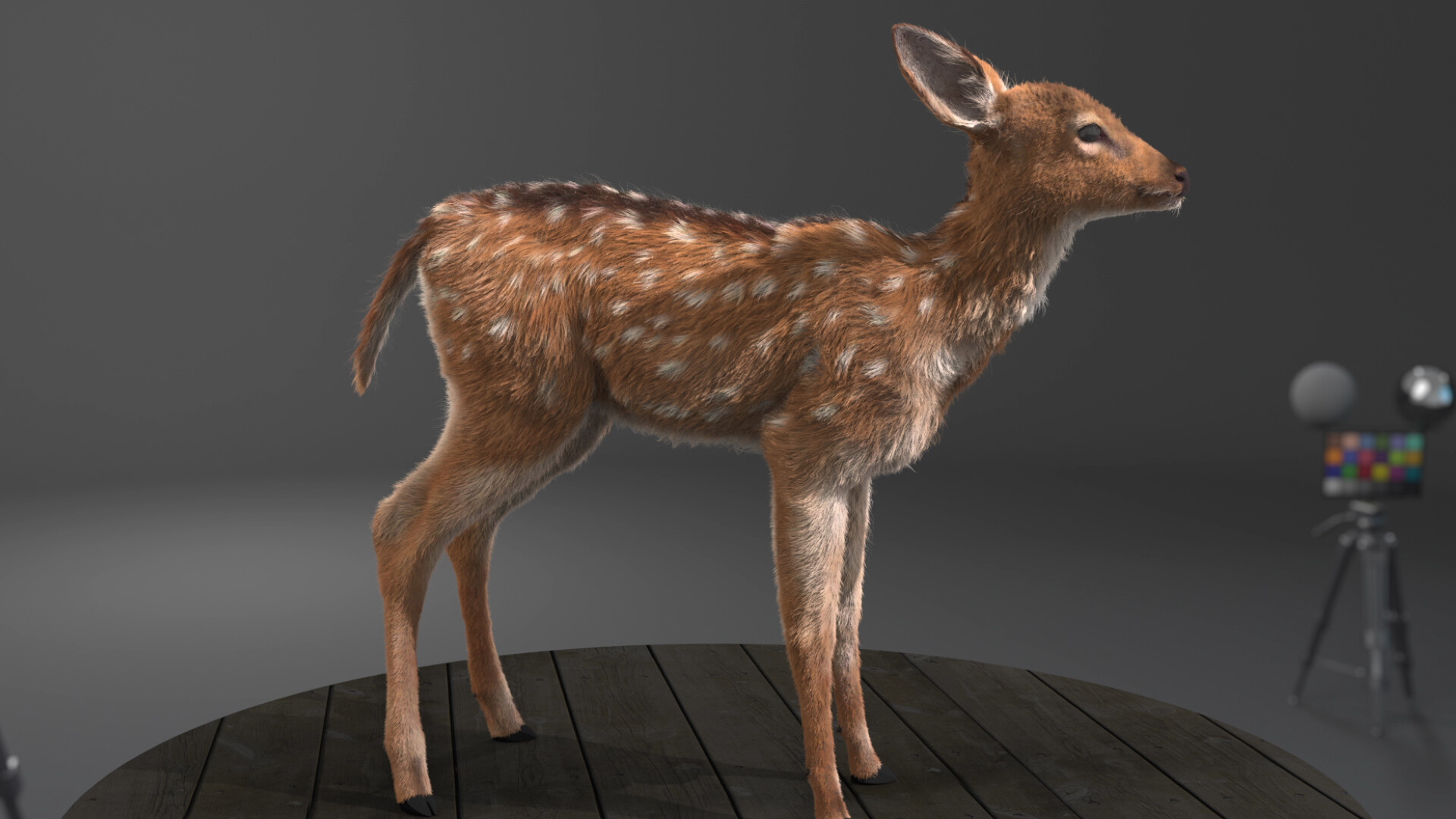 ravin wettasinghe - Baby Deer Character Modling | Grooming