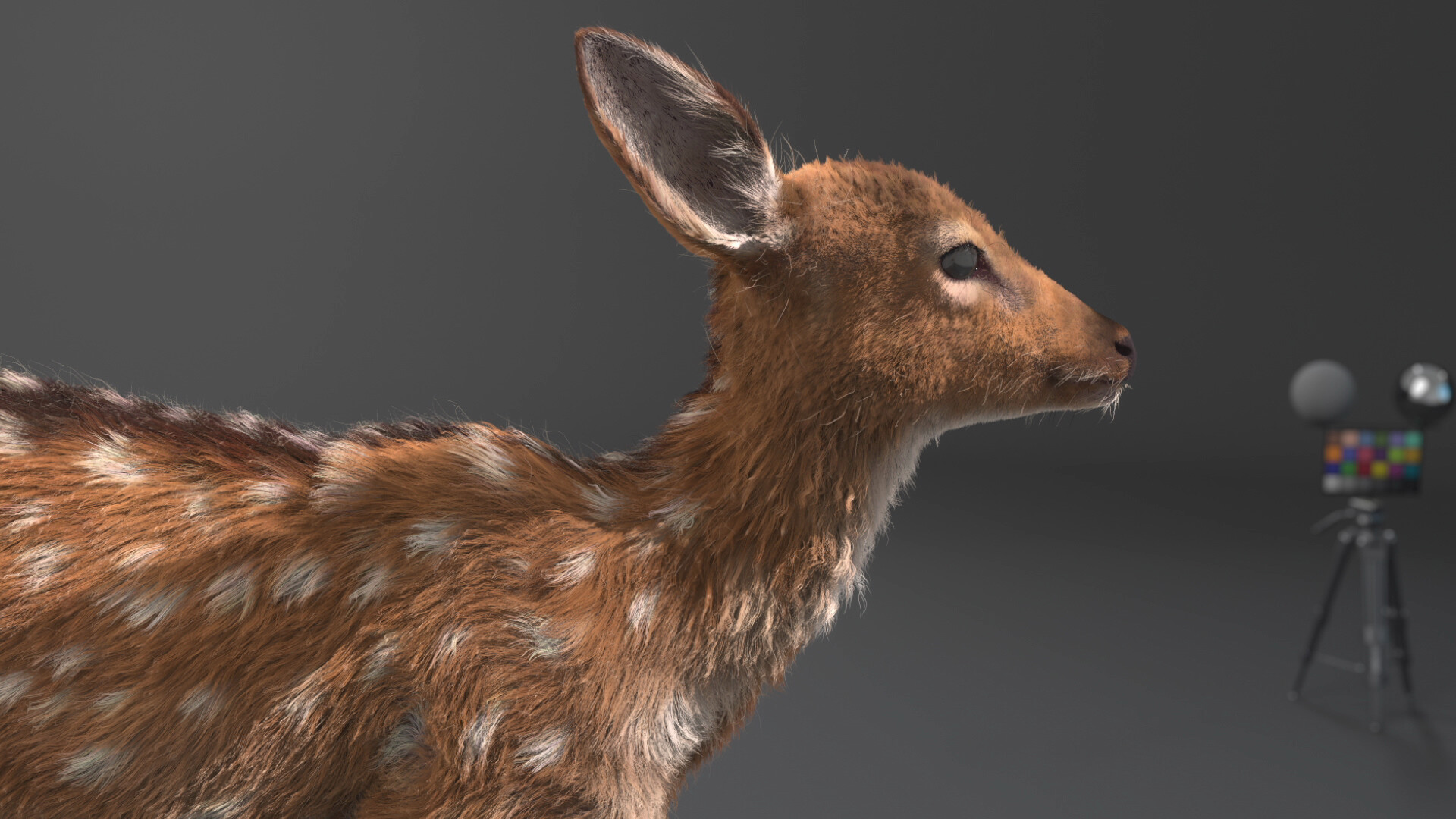 ravin wettasinghe - Baby Deer Character Modling | Grooming