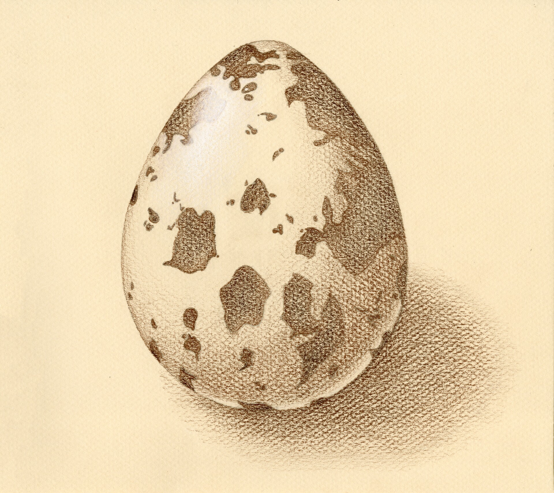 ArtStation - Egg of a Common Quail