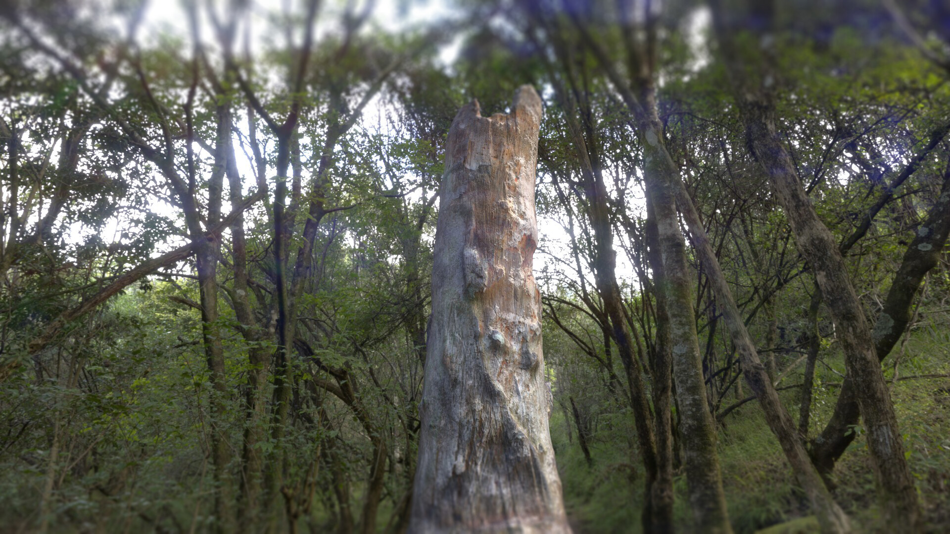 Anakin Ryan - Tree Stump