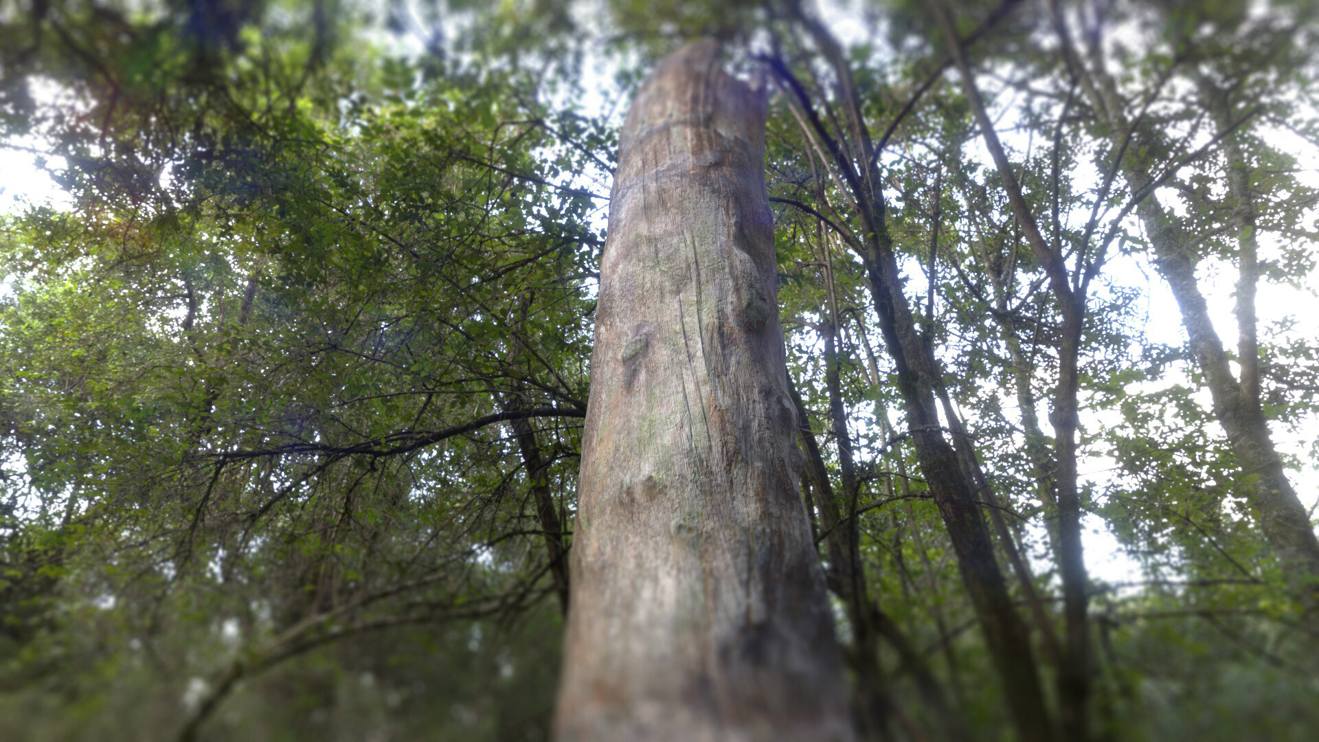 Anakin Ryan - Tree Stump