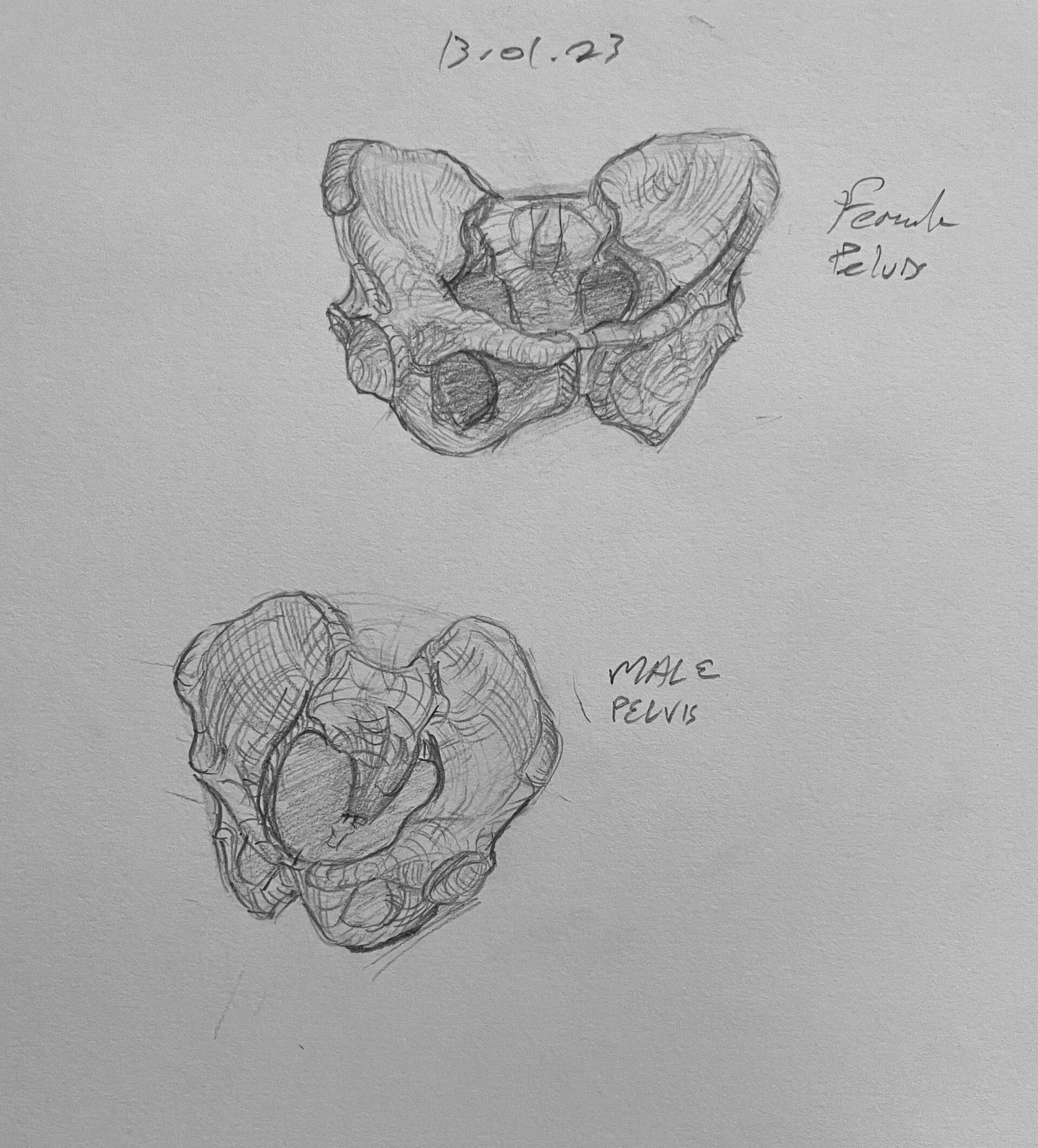ArtStation - Pelvis studies