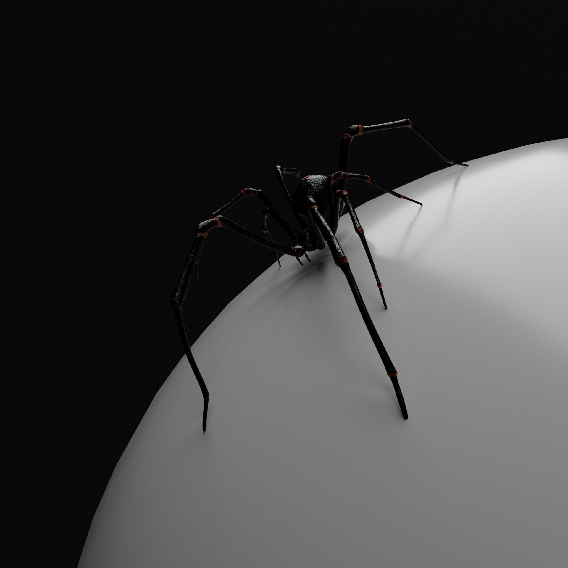 Alvar - Latrodectus mactans