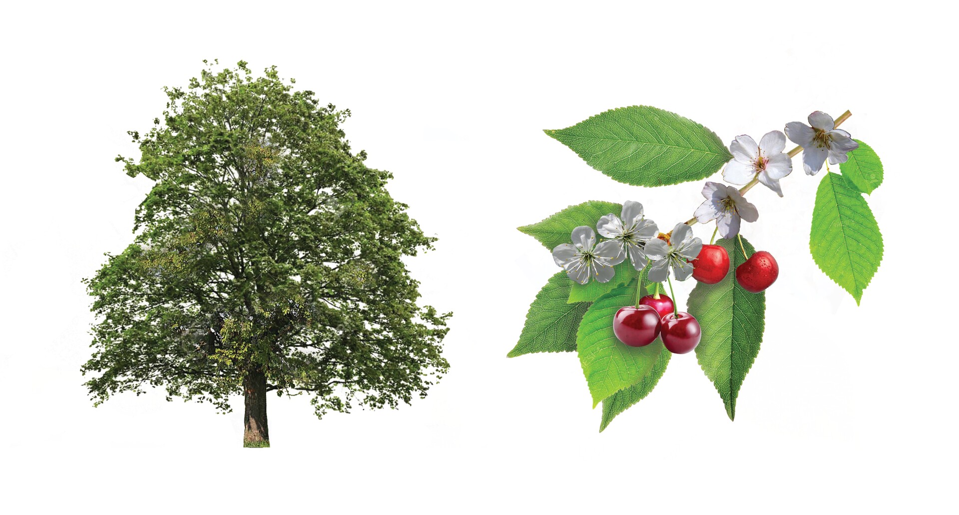 ArtStation - Prunus avium