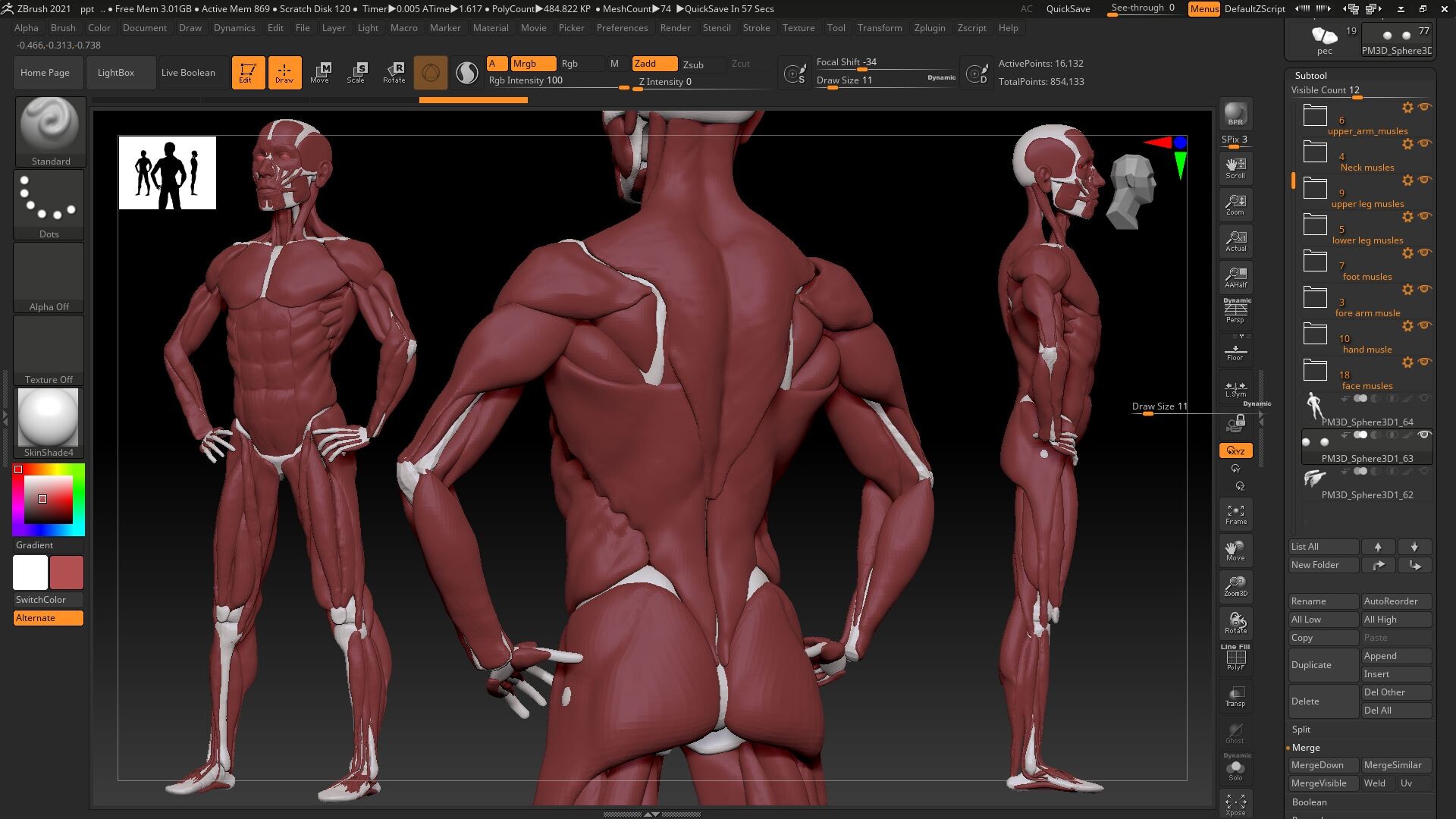 ArtStation - anatomy study