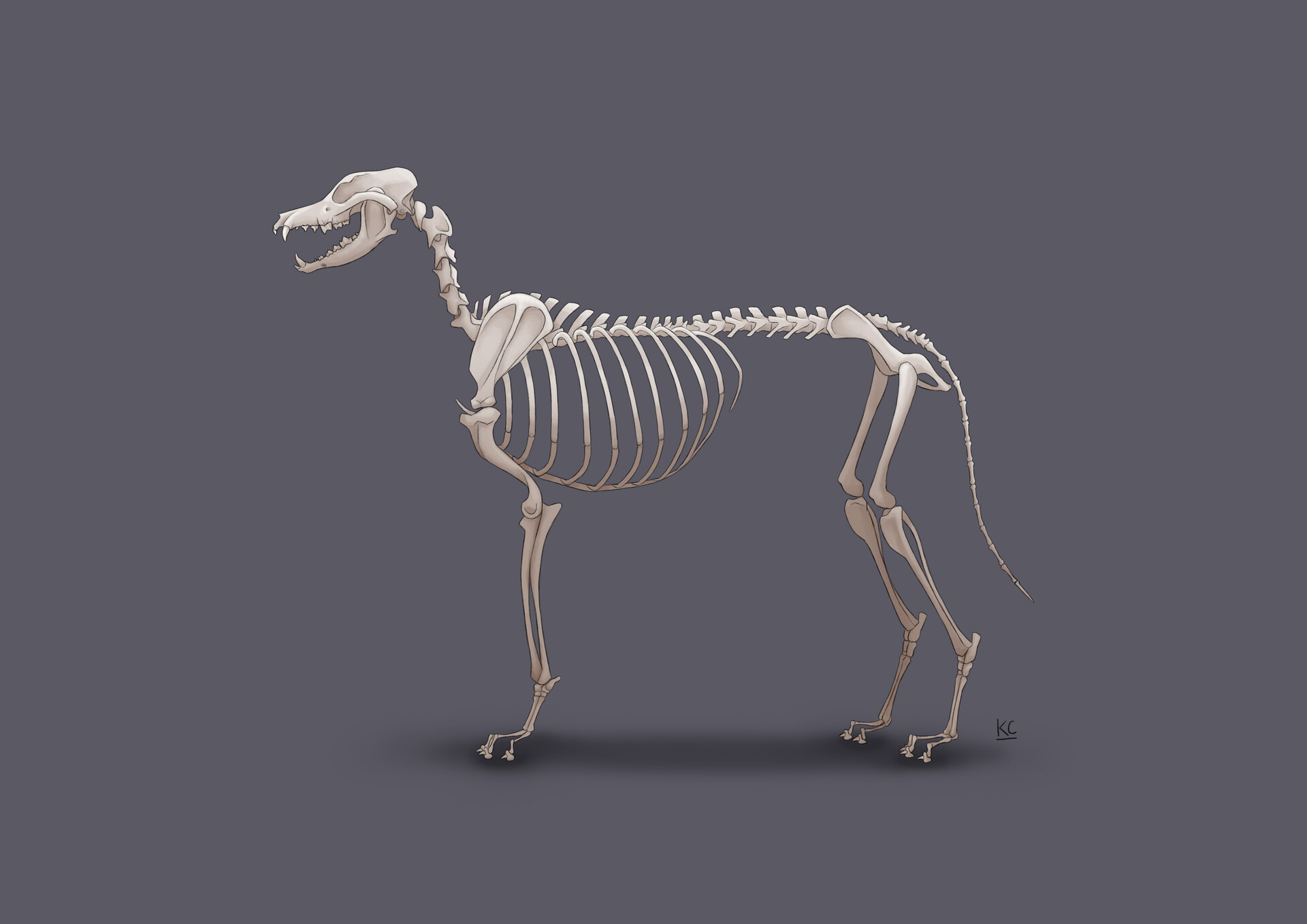 ArtStation - Greyhound Anatomy Study