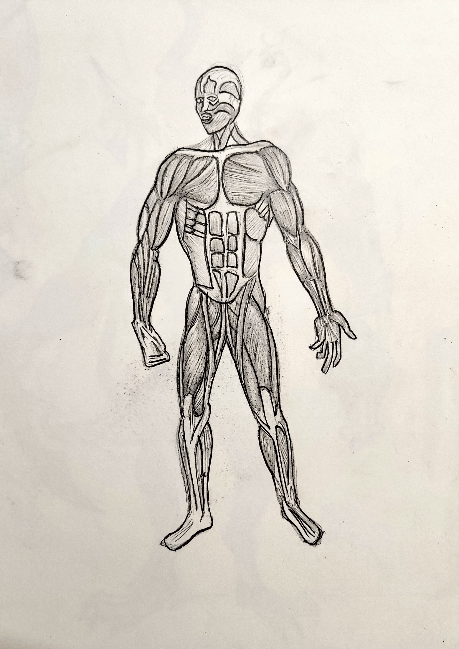 ArtStation - human anatomy