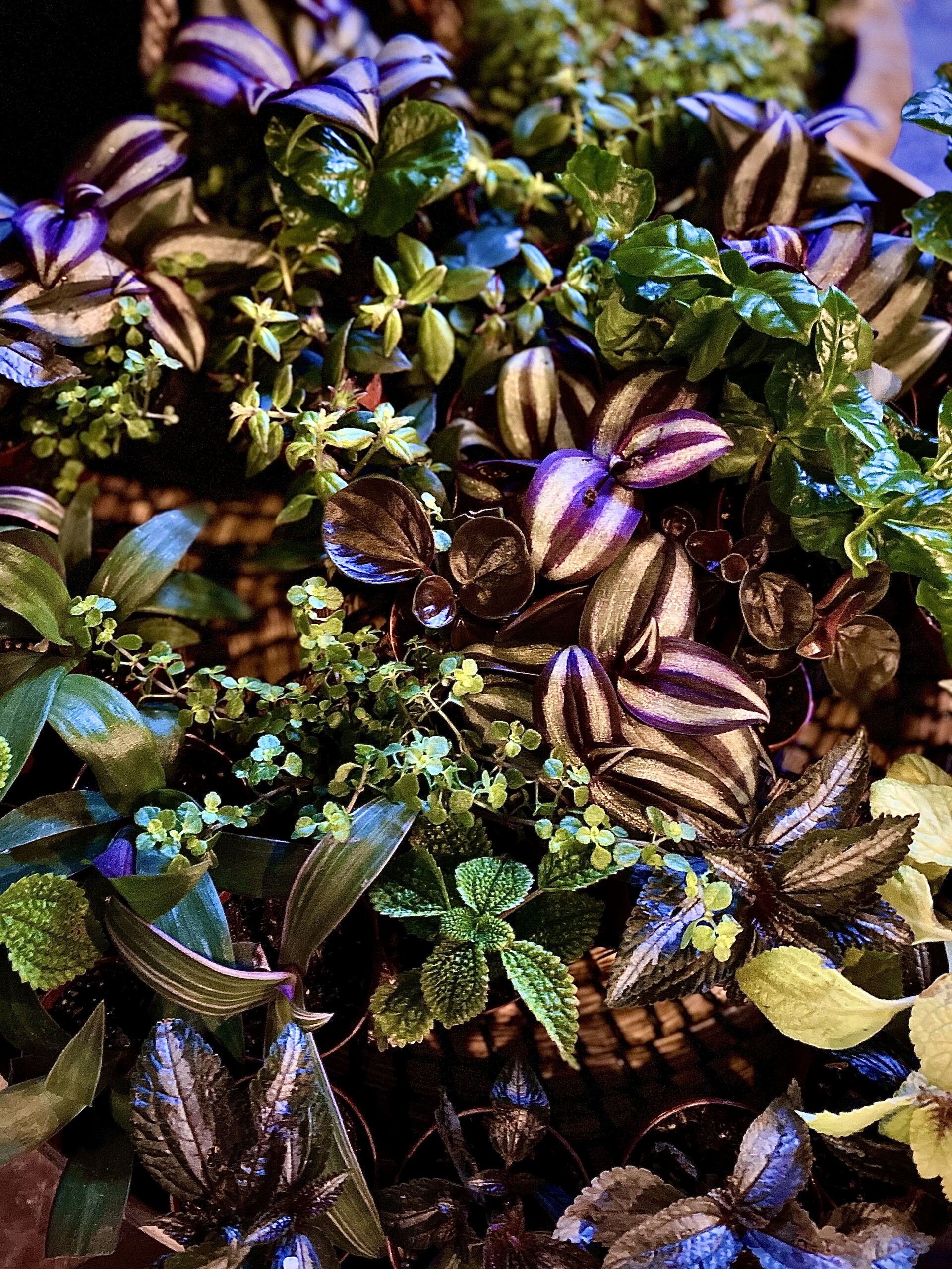 ArtStation - Plant Textures