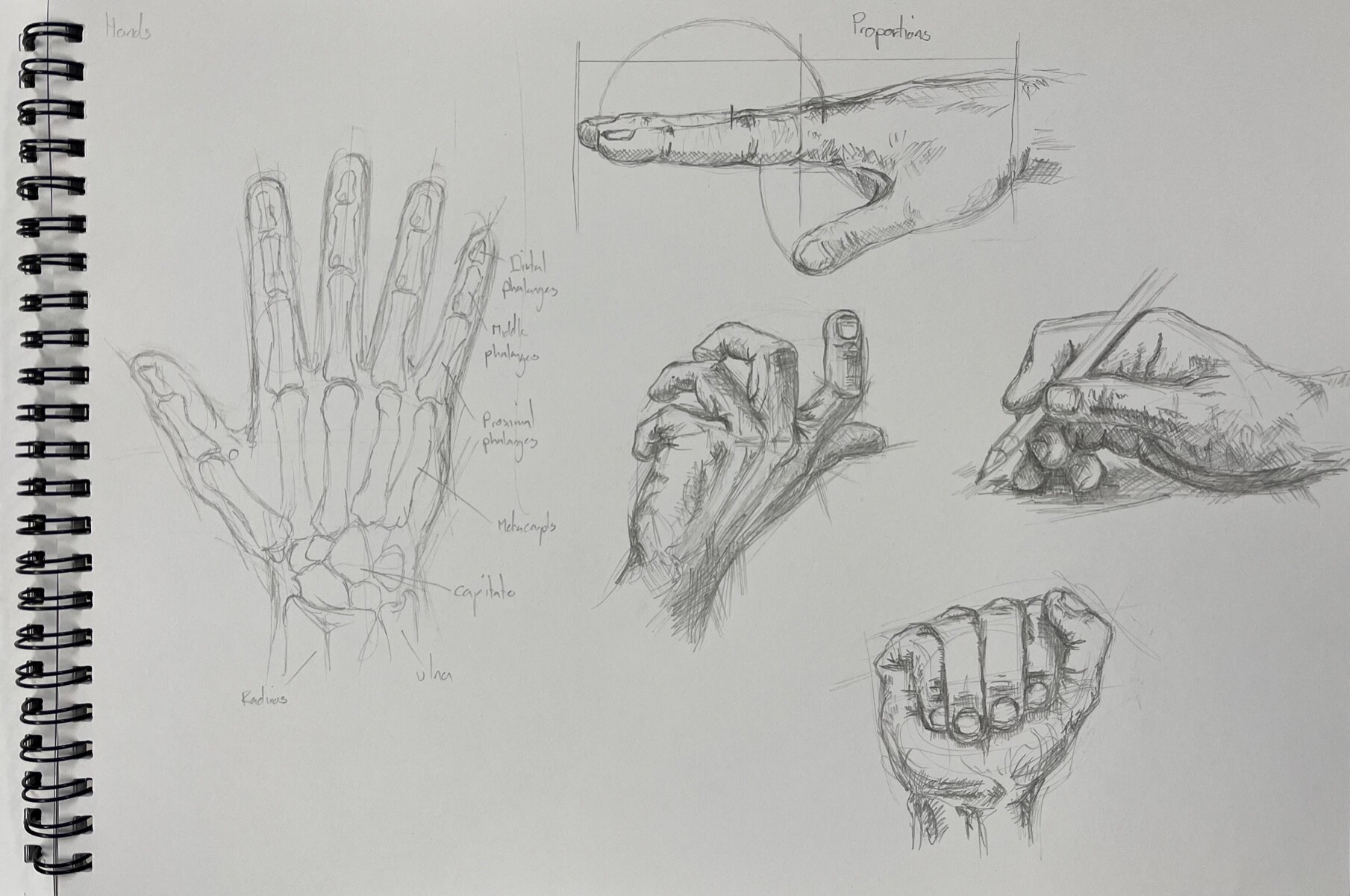 ArtStation - Traditional studies and still life drawings