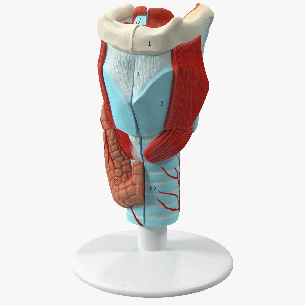 ArtStation - Larynx Medical Model Assembled