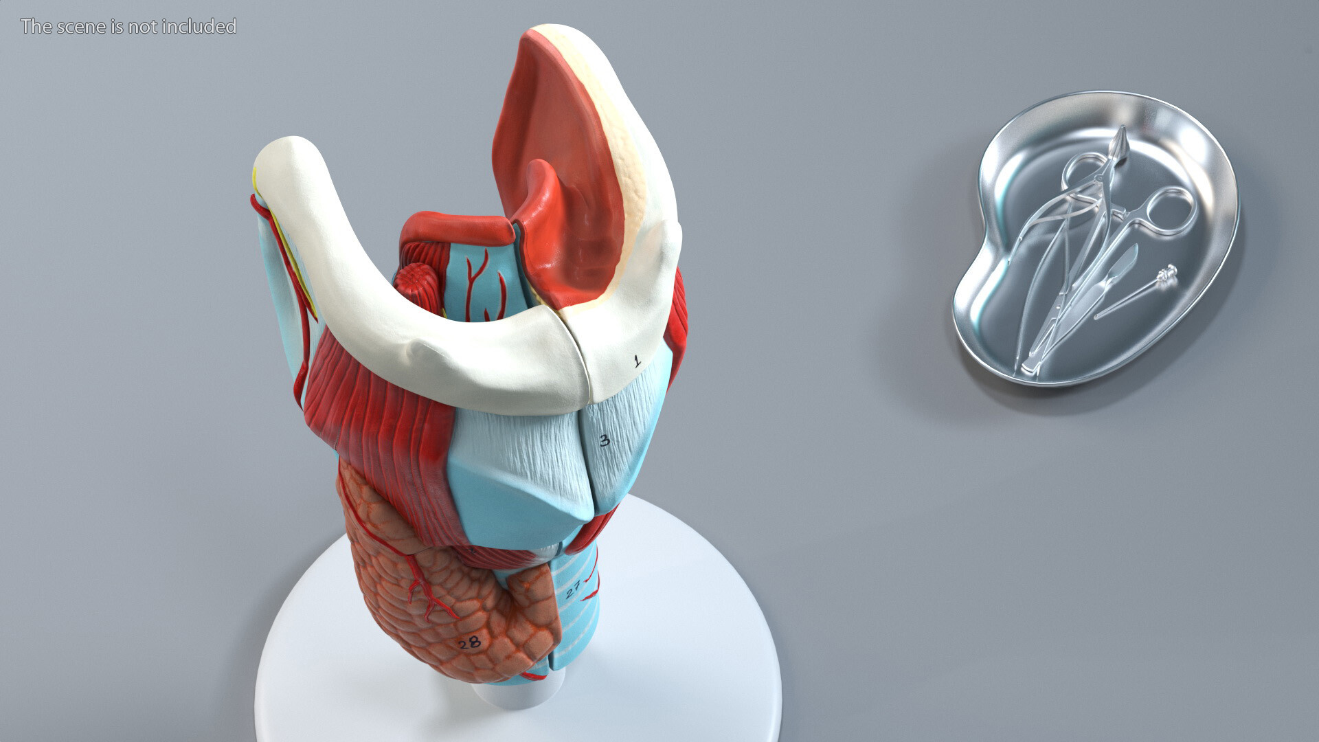 Larynx Anatomy 3d
