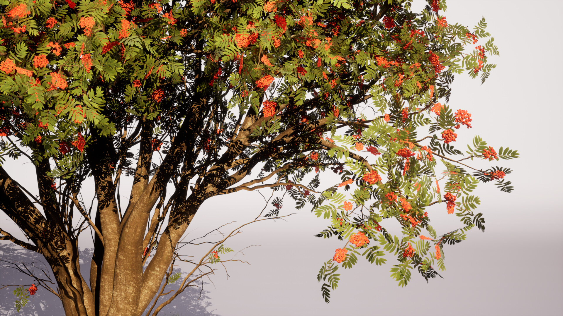 Daria Leżucha - Rowan Trees